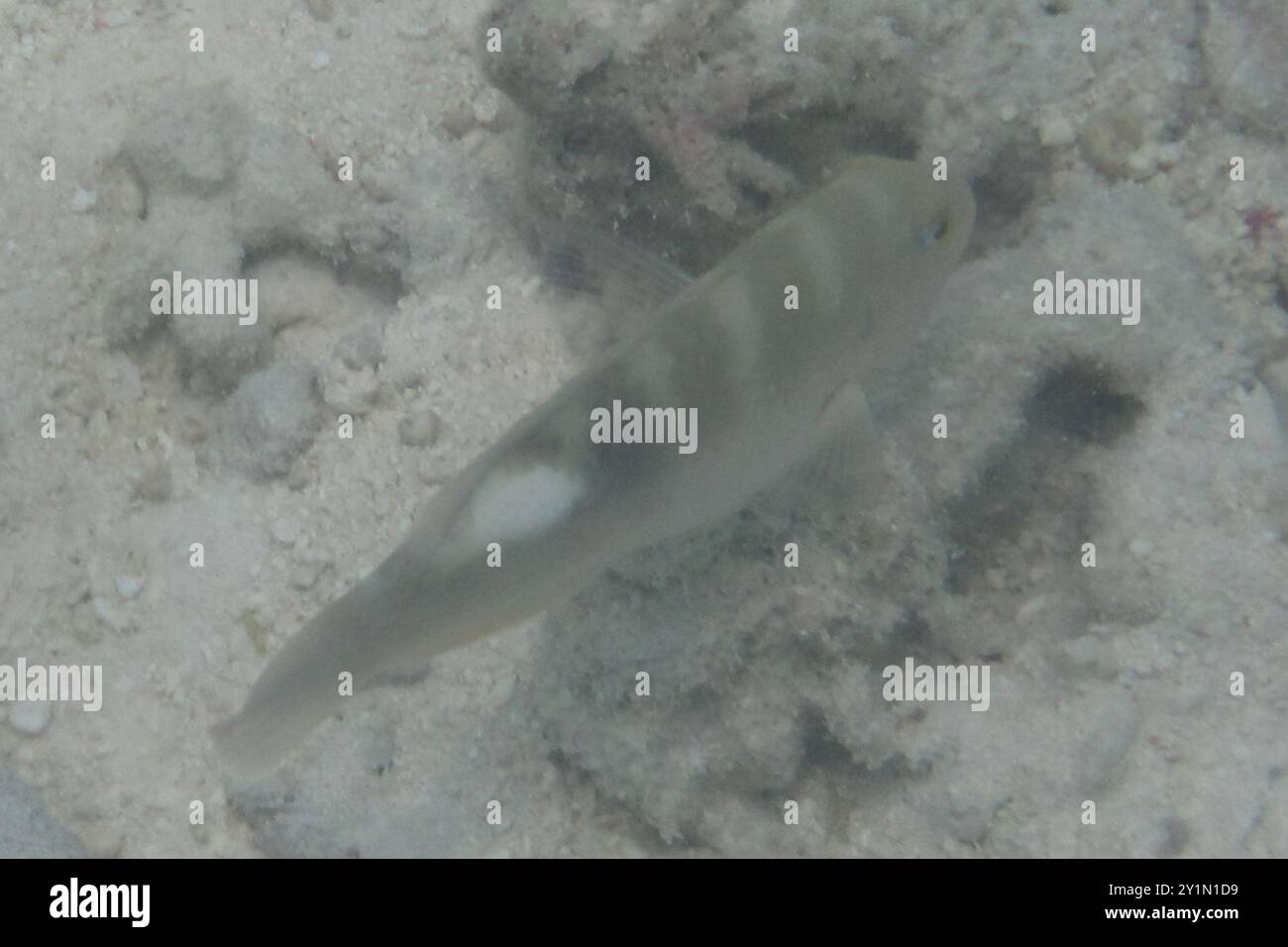 Blue Tuskfish (Choerodon cyanodus) Actinopterygii Stock Photo - Alamy