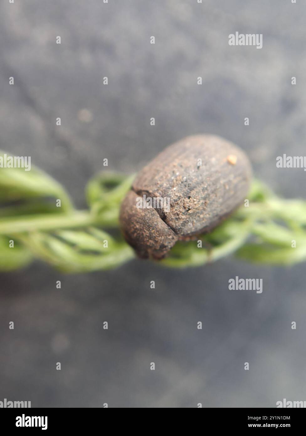 Maladera hi-res stock photography and images - Alamy