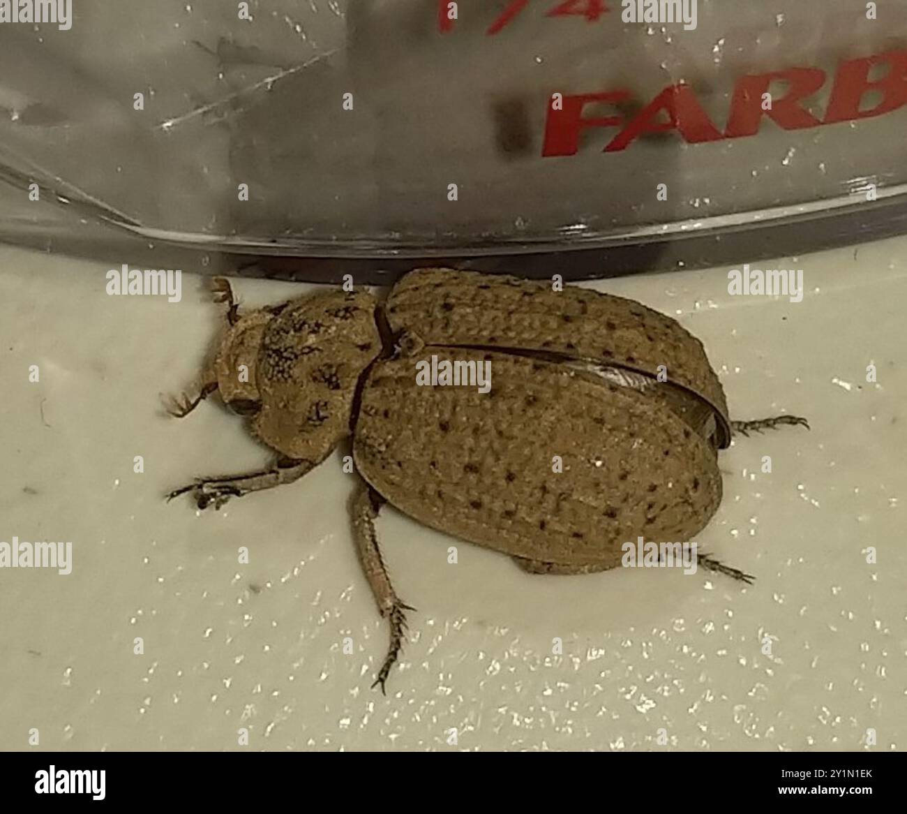 Carcass Beetles (Omorgus) Insecta Stock Photo - Alamy