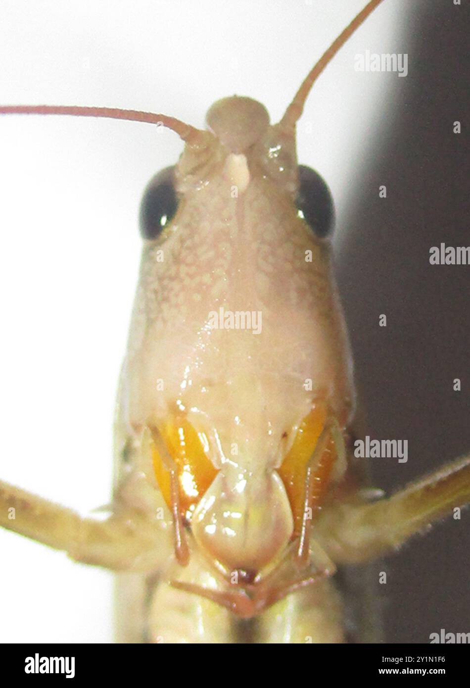 Coneheads (Ruspolia) Insecta Stock Photo - Alamy