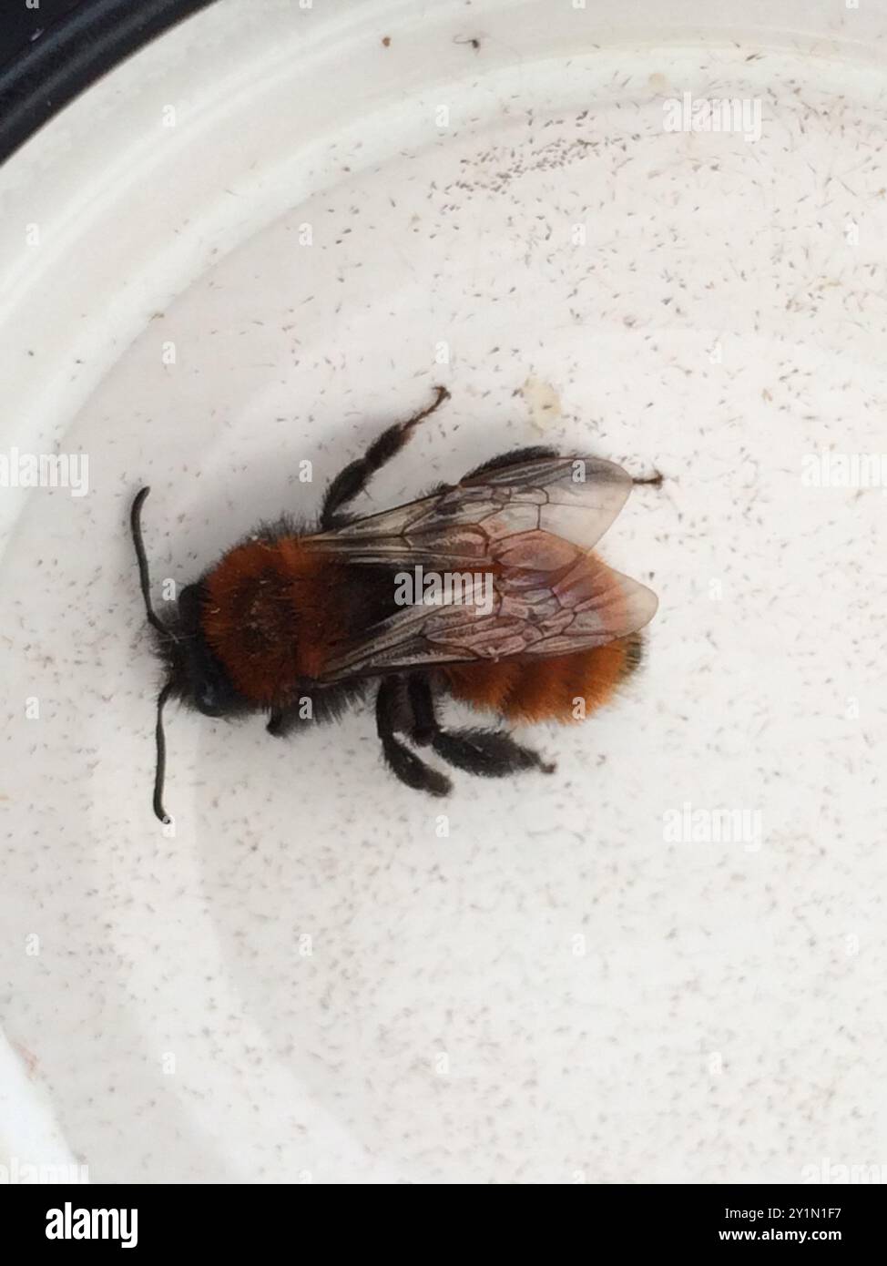 Tawny Mining Bee (Andrena fulva) Insecta Stock Photo - Alamy