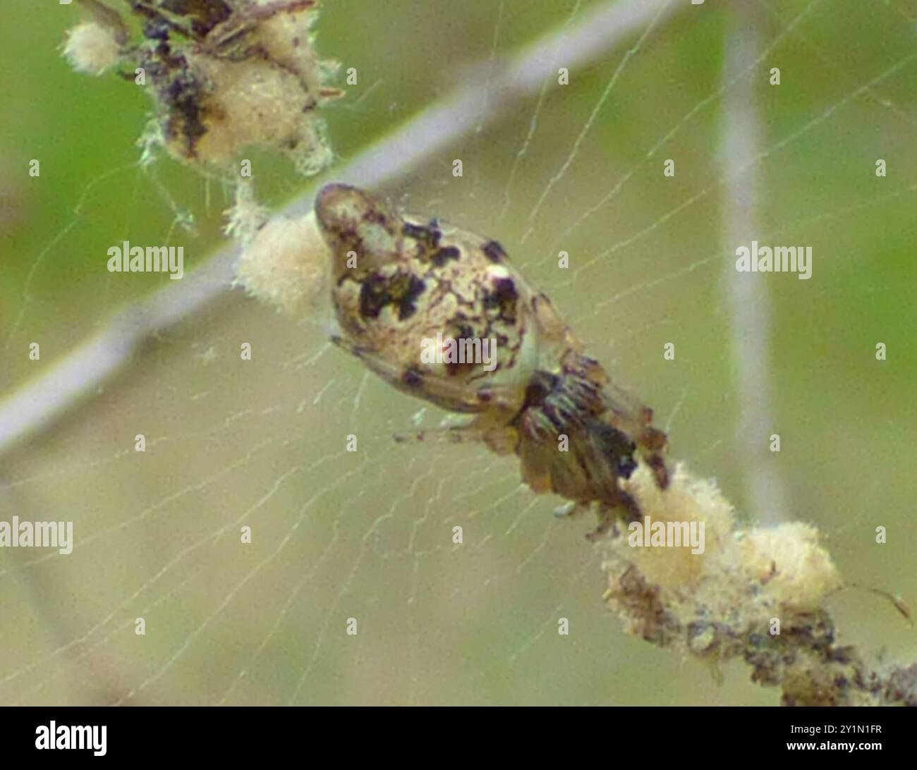 Humped Trashline Orbweaver (Cyclosa turbinata) Arachnida Stock Photo ...