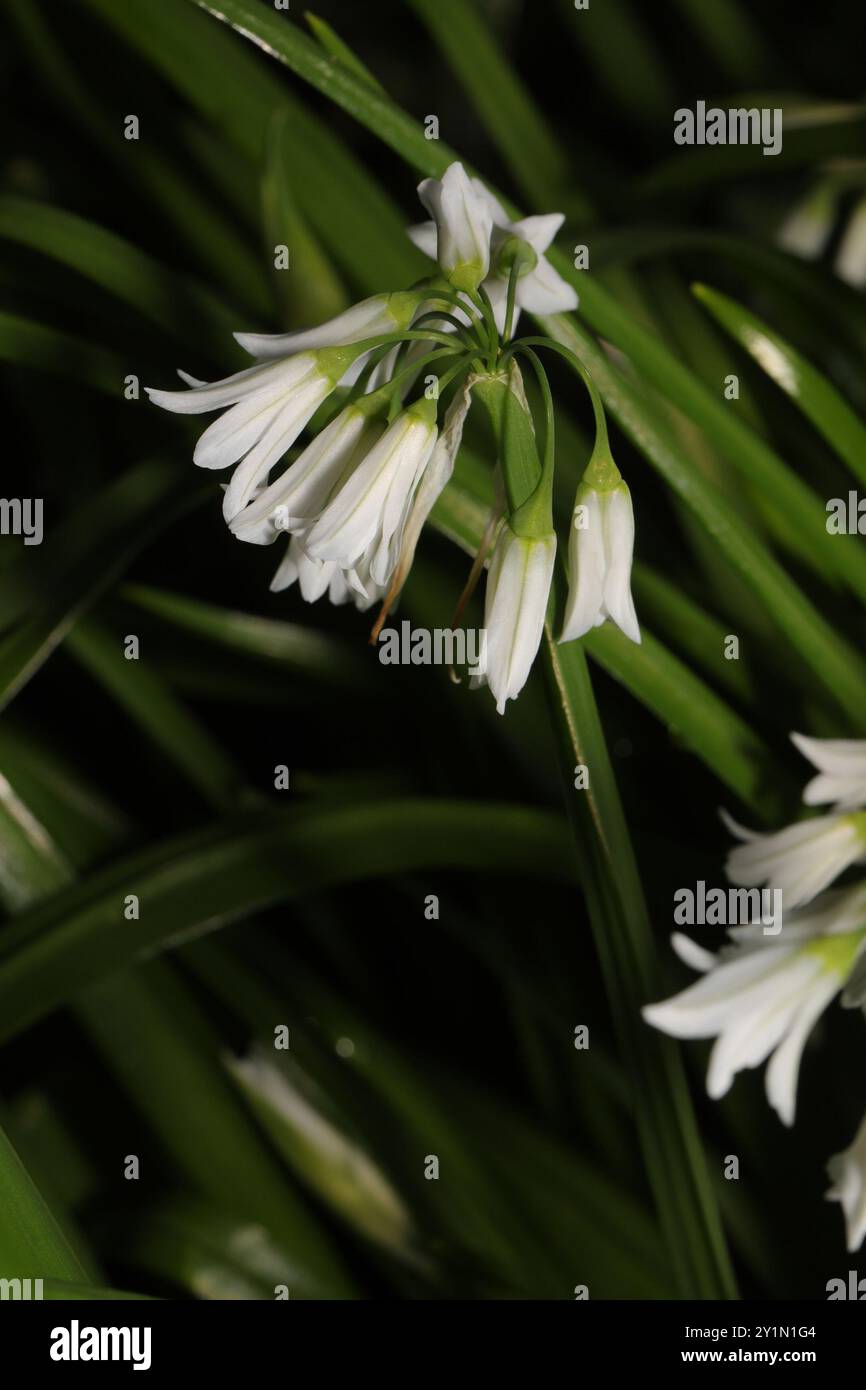 Three-cornered garlic (Allium triquetrum) Plantae Stock Photo - Alamy