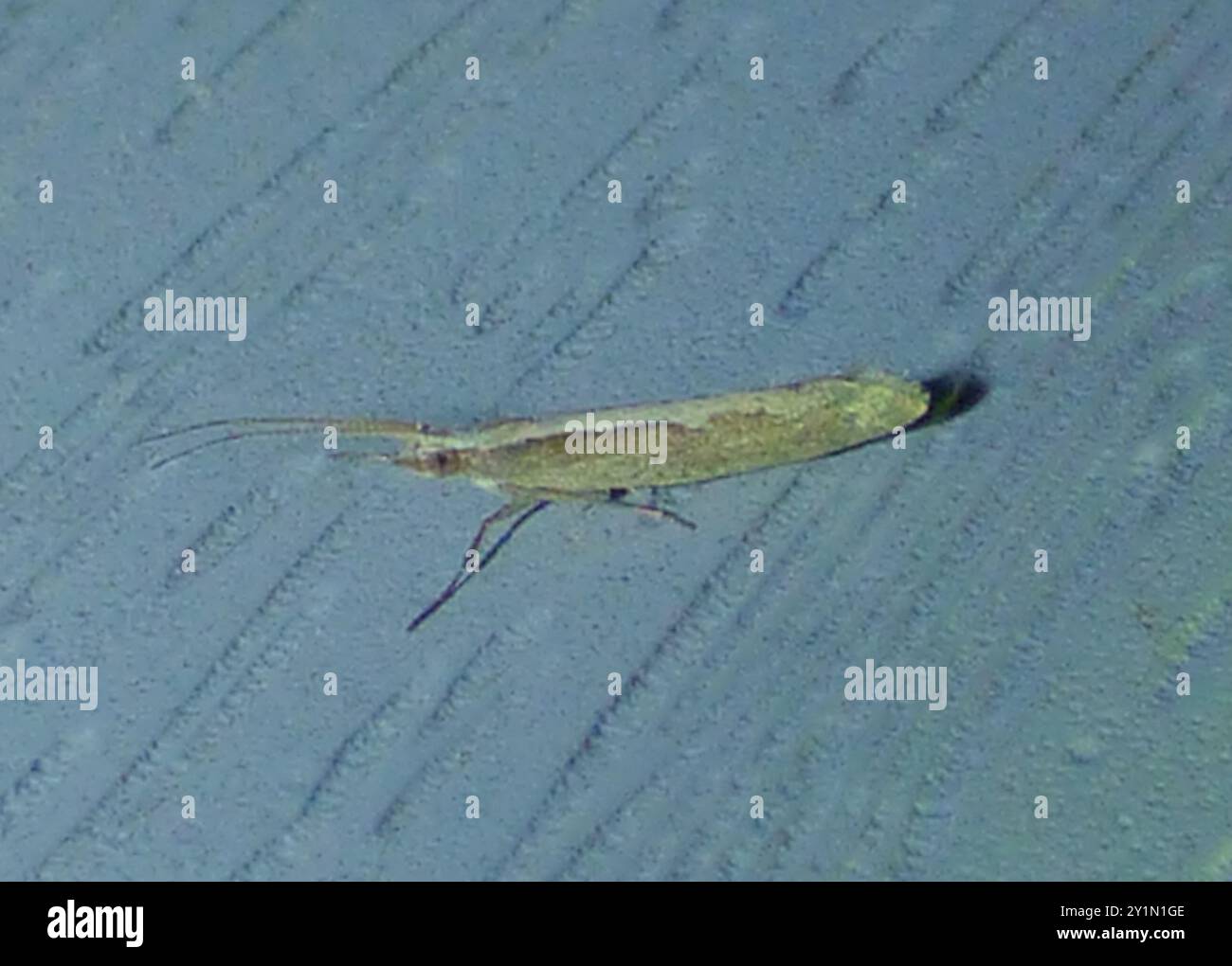 Diamondback Moth (Plutella xylostella) Insecta Stock Photo - Alamy