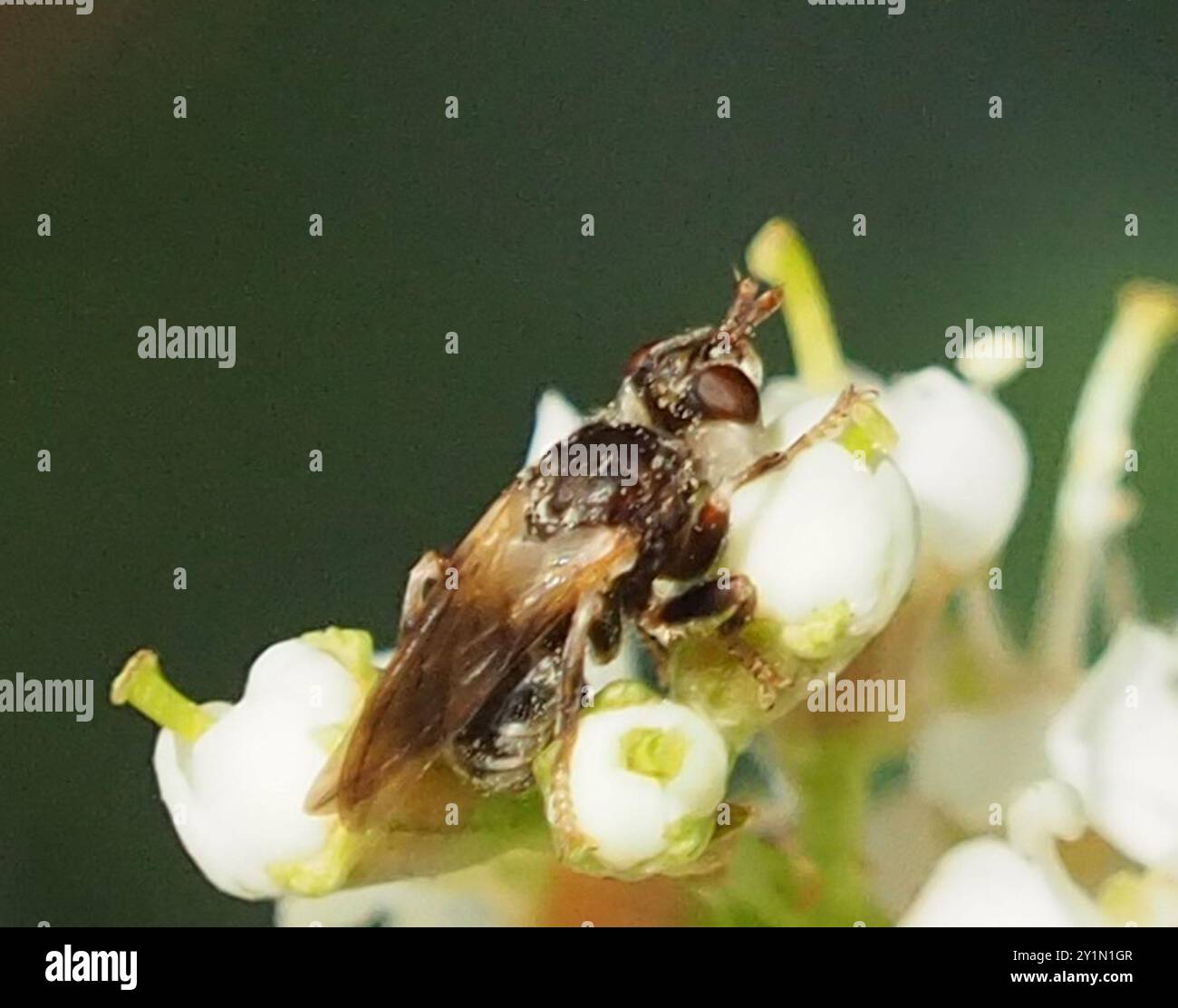 (Myopa vesiculosa) Insecta Stock Photo - Alamy