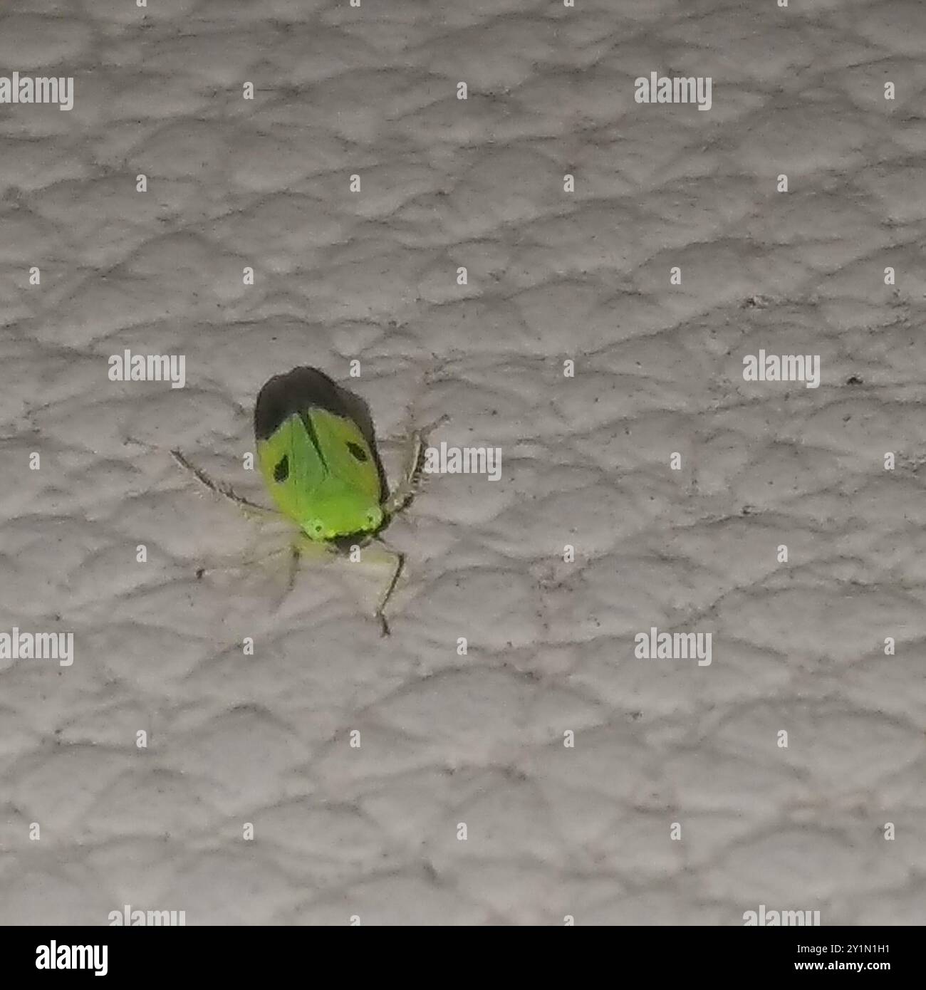 Green Rice Leafhoppers (Nephotettix) Insecta Stock Photo - Alamy