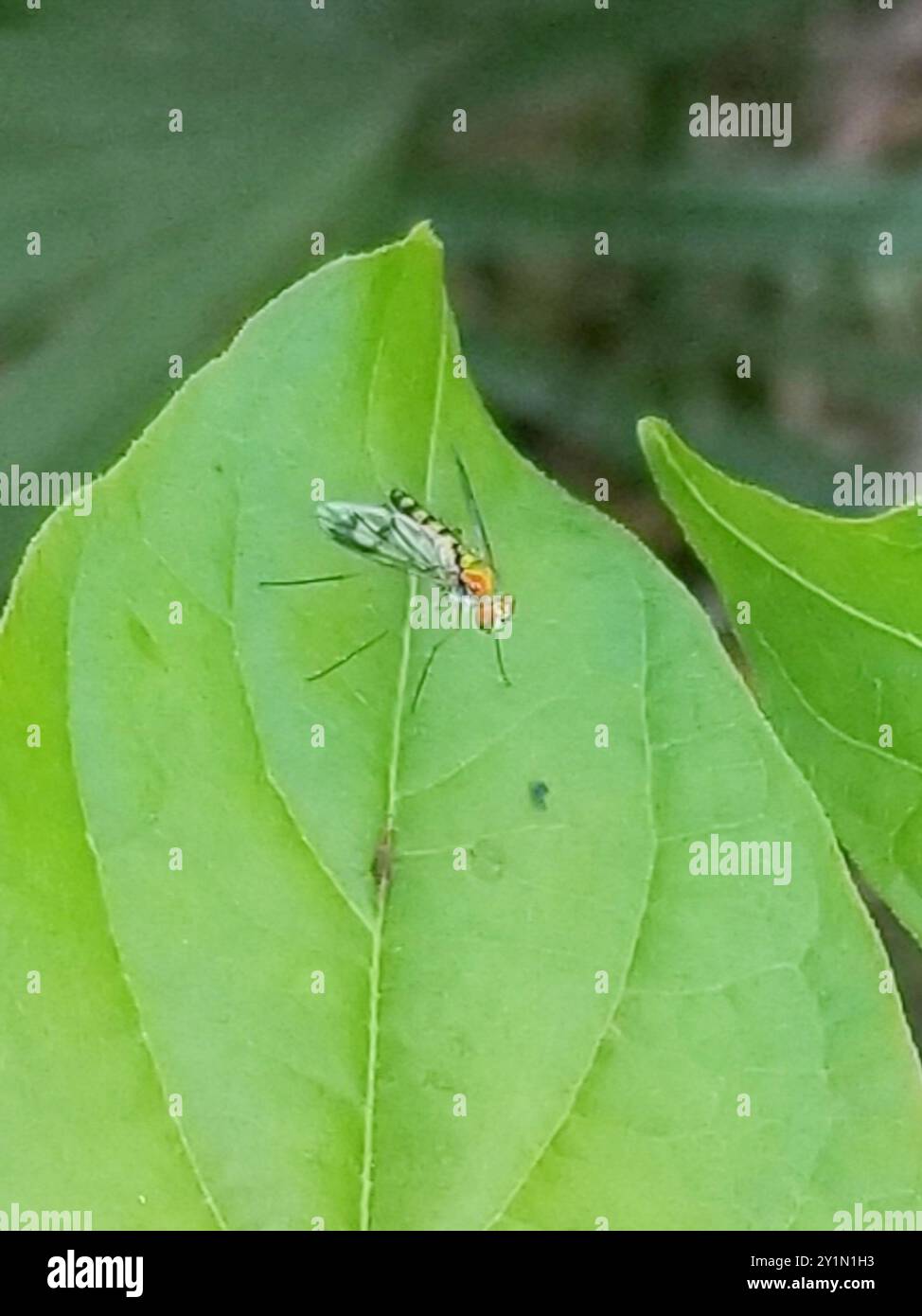 (Condylostylus sipho) Insecta Stock Photo - Alamy