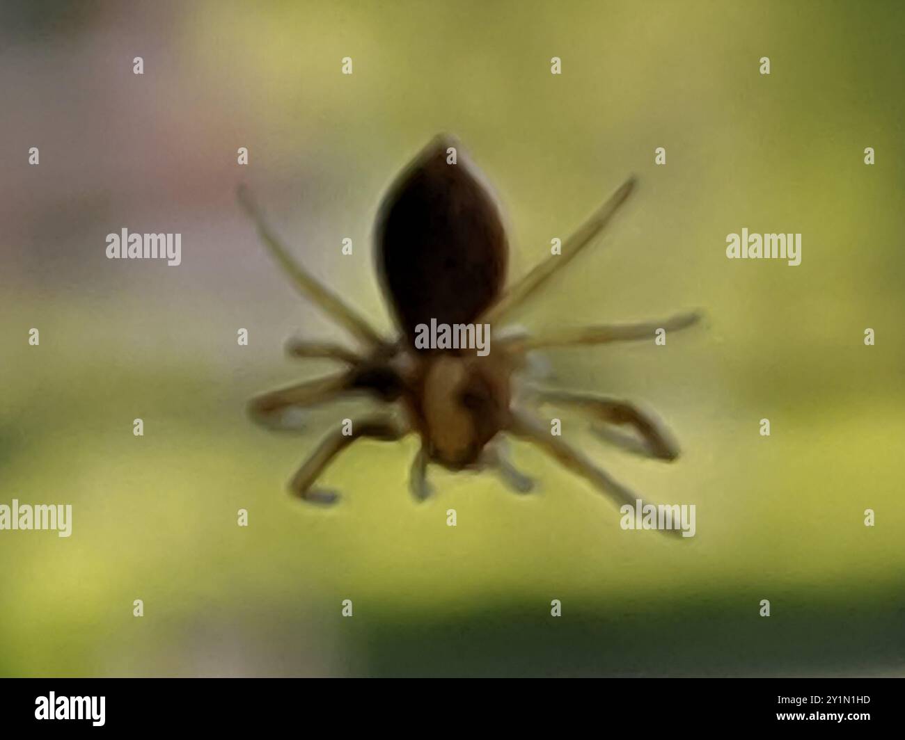 Running Crab Spiders (Philodromus) Arachnida Stock Photo - Alamy