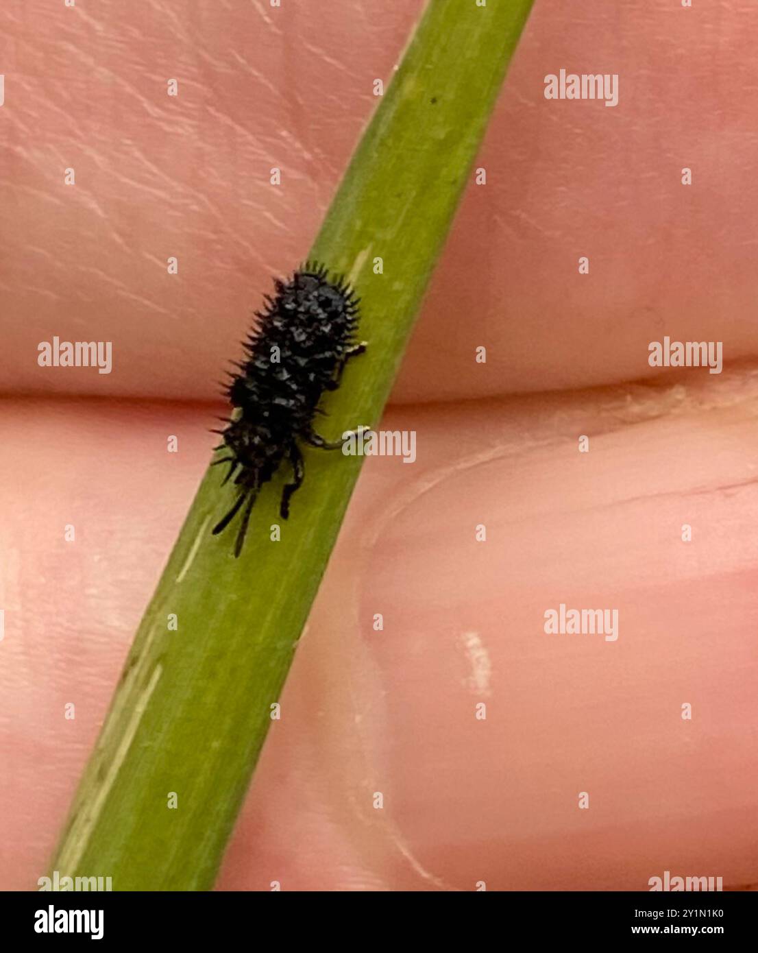 Spiky Leafbeetles (Hispini) Insecta Stock Photo - Alamy