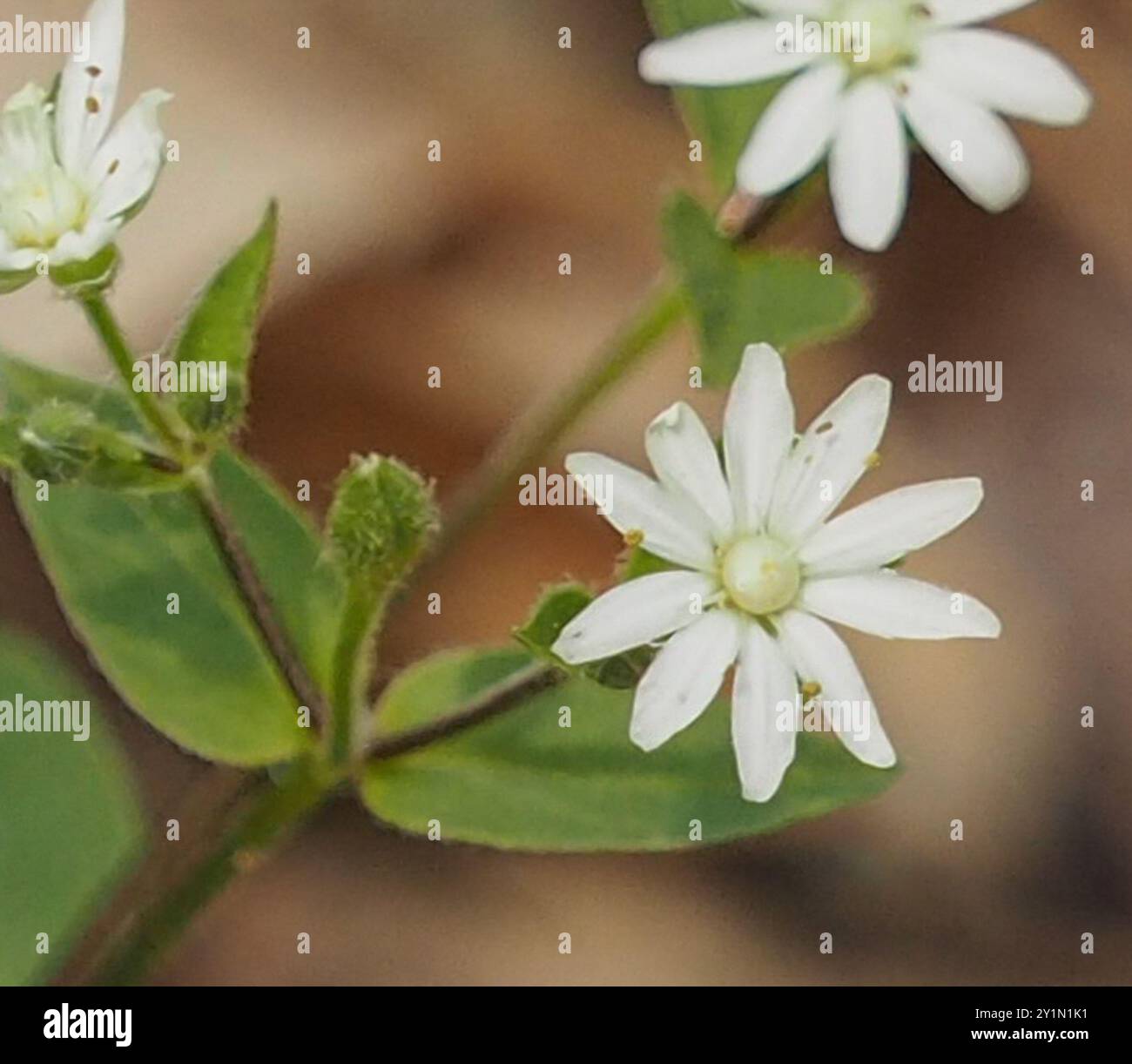 star chickweed (Stellaria pubera) Plantae Stock Photo - Alamy
