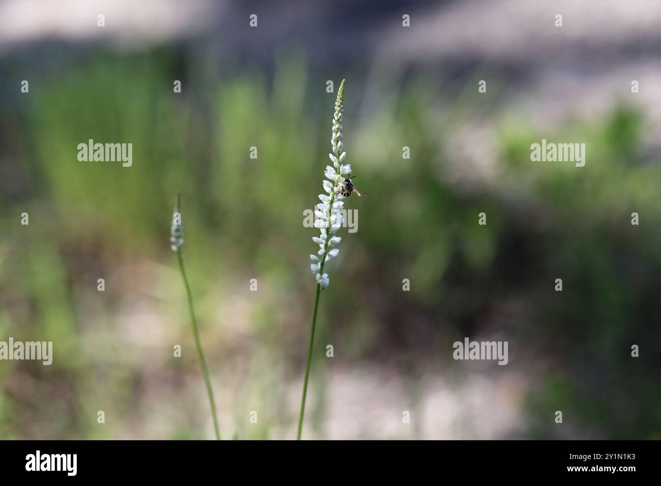 white milkwort (Polygala alba) Plantae Stock Photo - Alamy