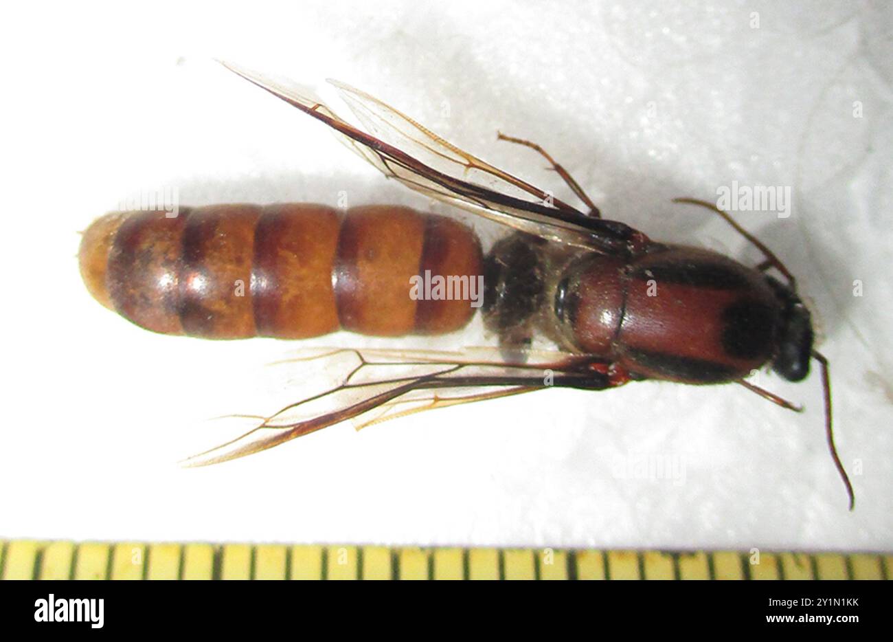 Driver Ants (Dorylus) Insecta Stock Photo - Alamy