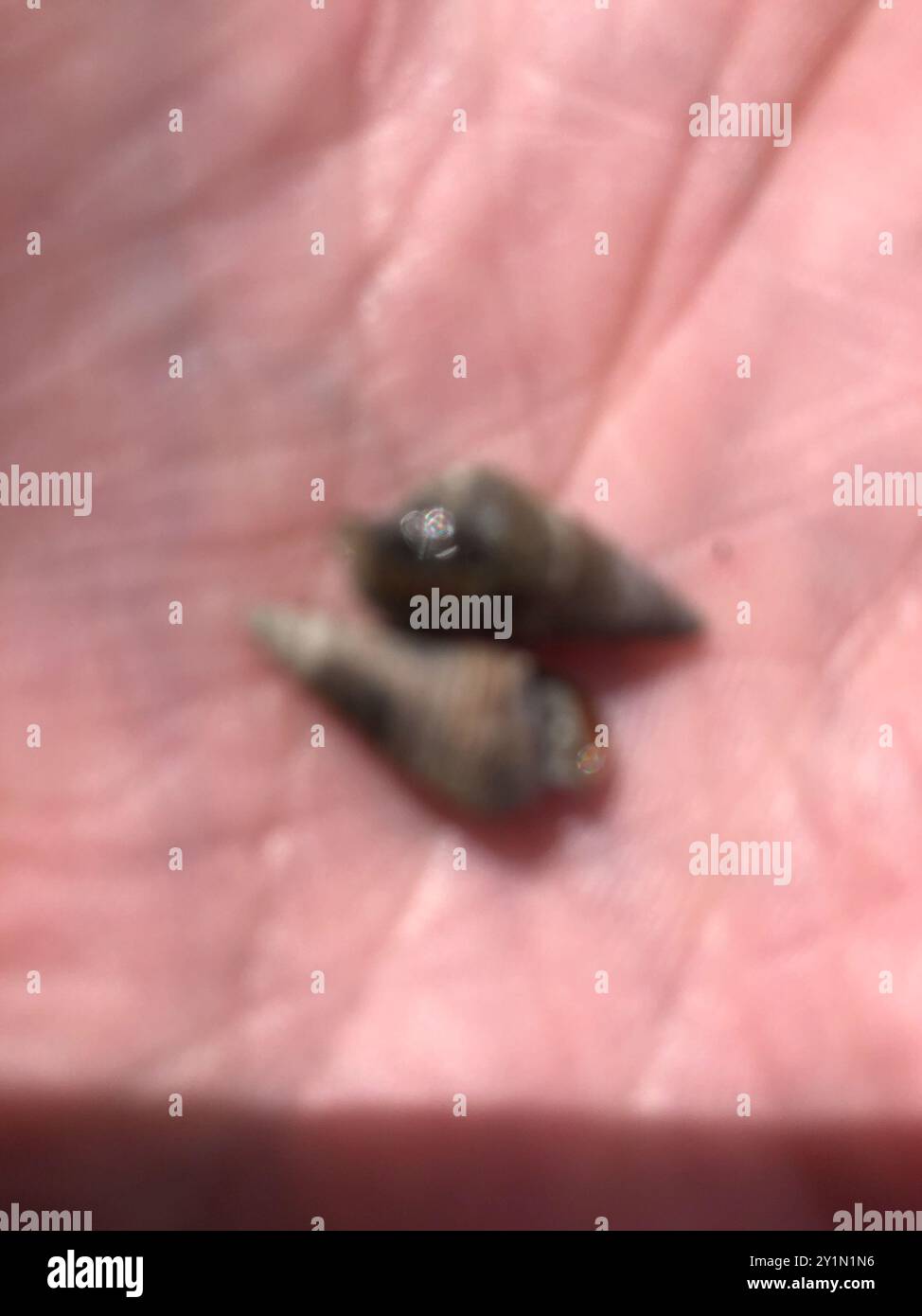 Gastropods (Gastropoda) Mollusca Stock Photo - Alamy
