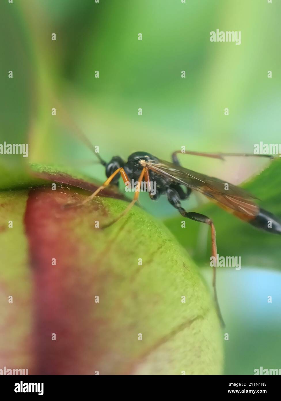 Ichneumonid Wasps (Ichneumonidae) Insecta Stock Photo - Alamy