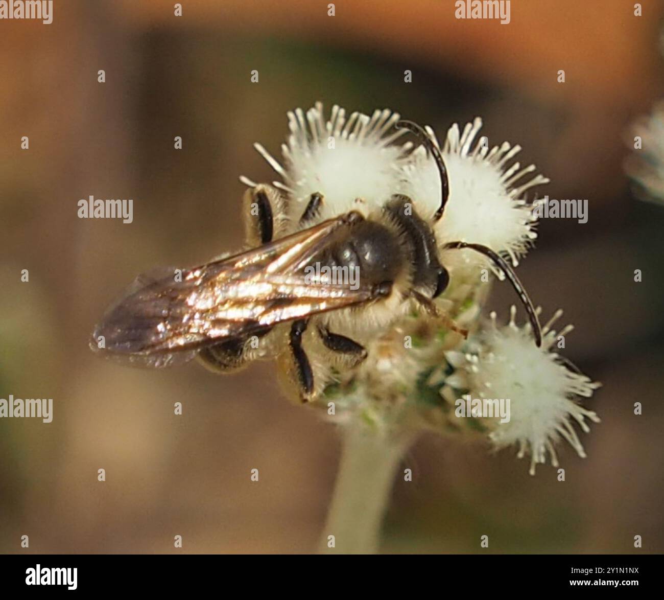 Mining Bees (Andrena) Insecta Stock Photo - Alamy