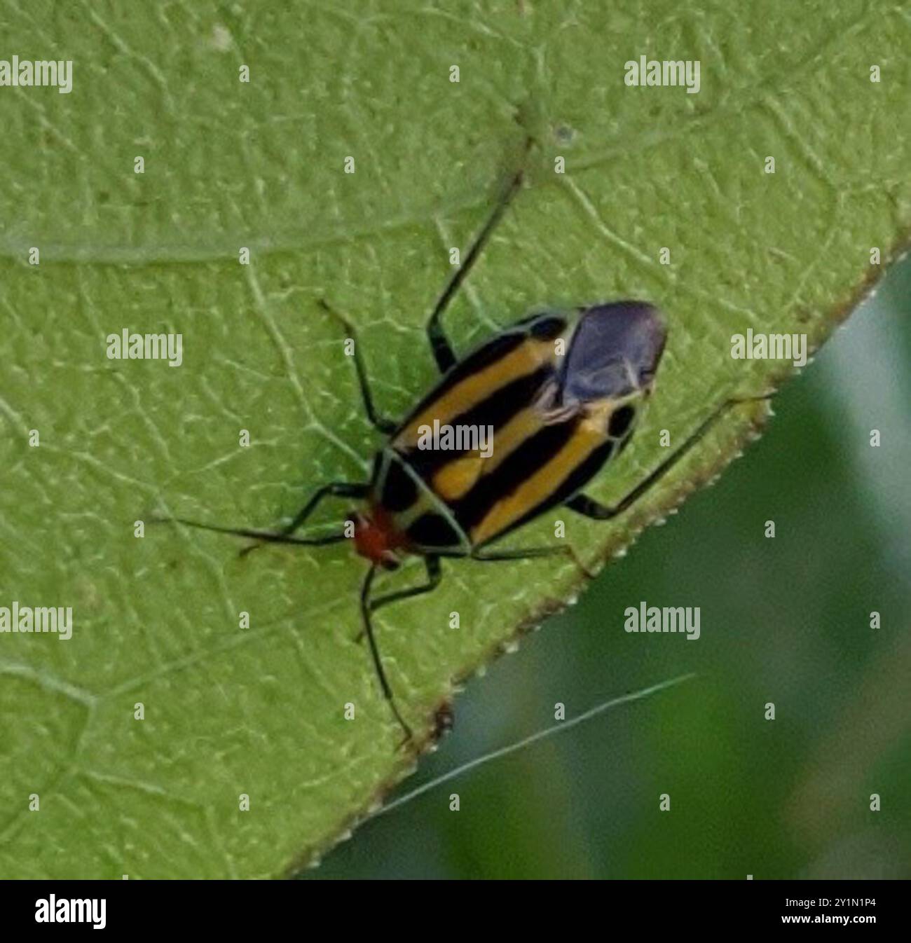 Four-lined Plant Bug (Poecilocapsus lineatus) Insecta Stock Photo - Alamy