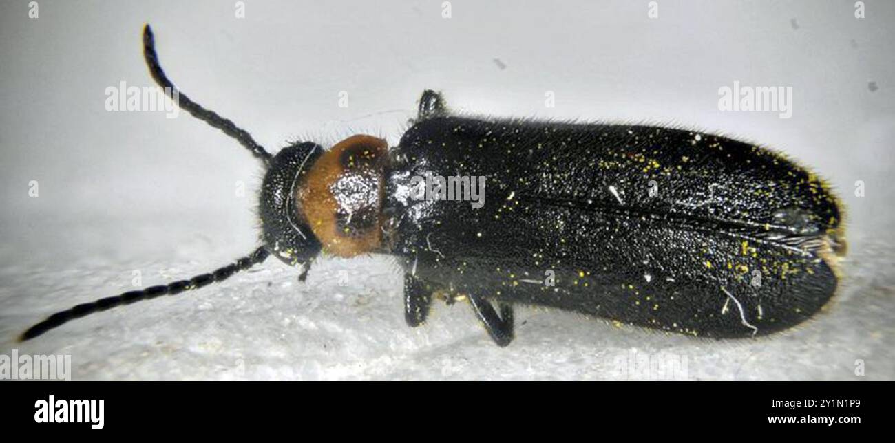 Forest Blister Beetle (Nemognatha nemorensis) Insecta Stock Photo - Alamy