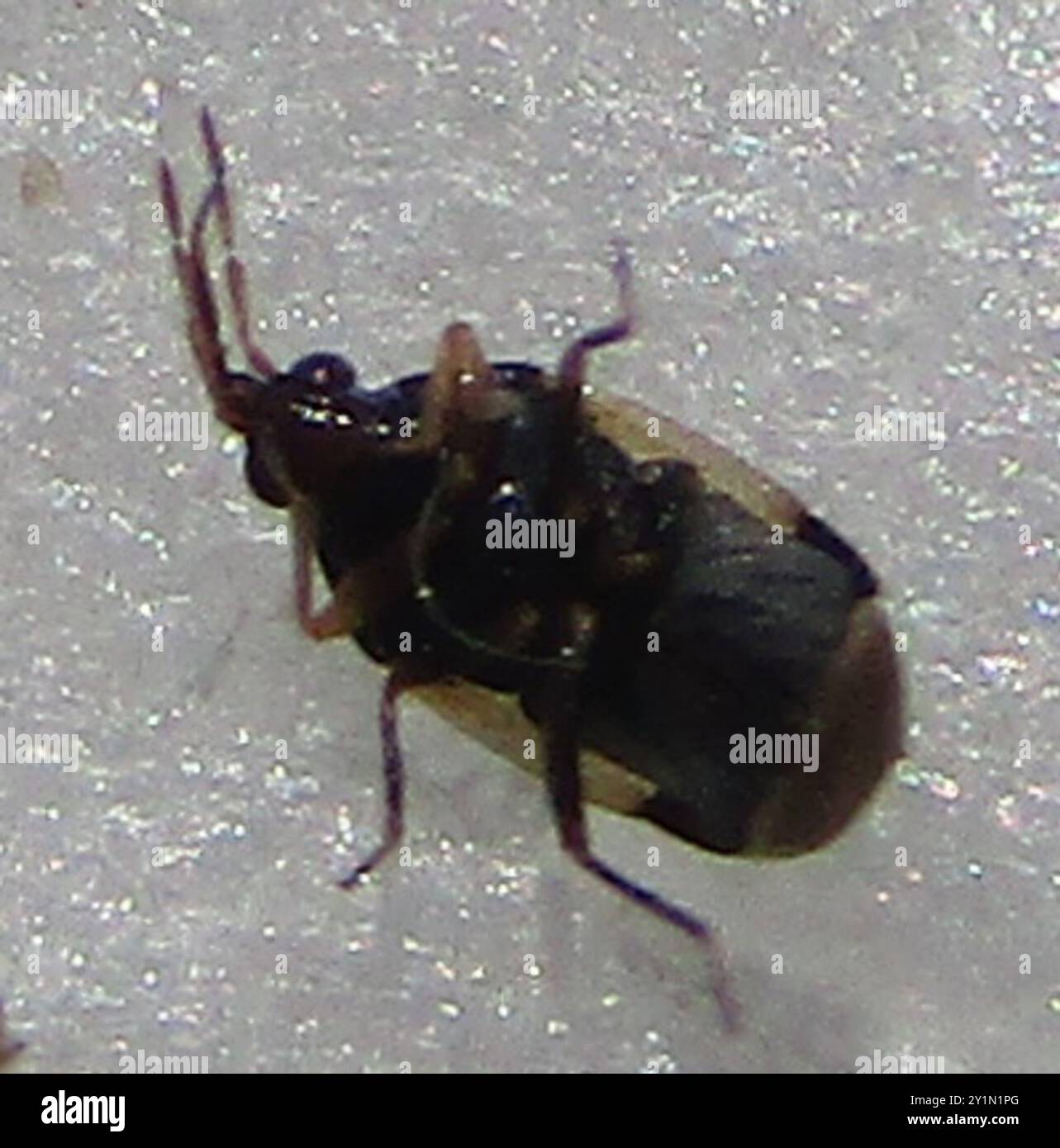 Plant Bugs (Miridae) Insecta Stock Photo - Alamy