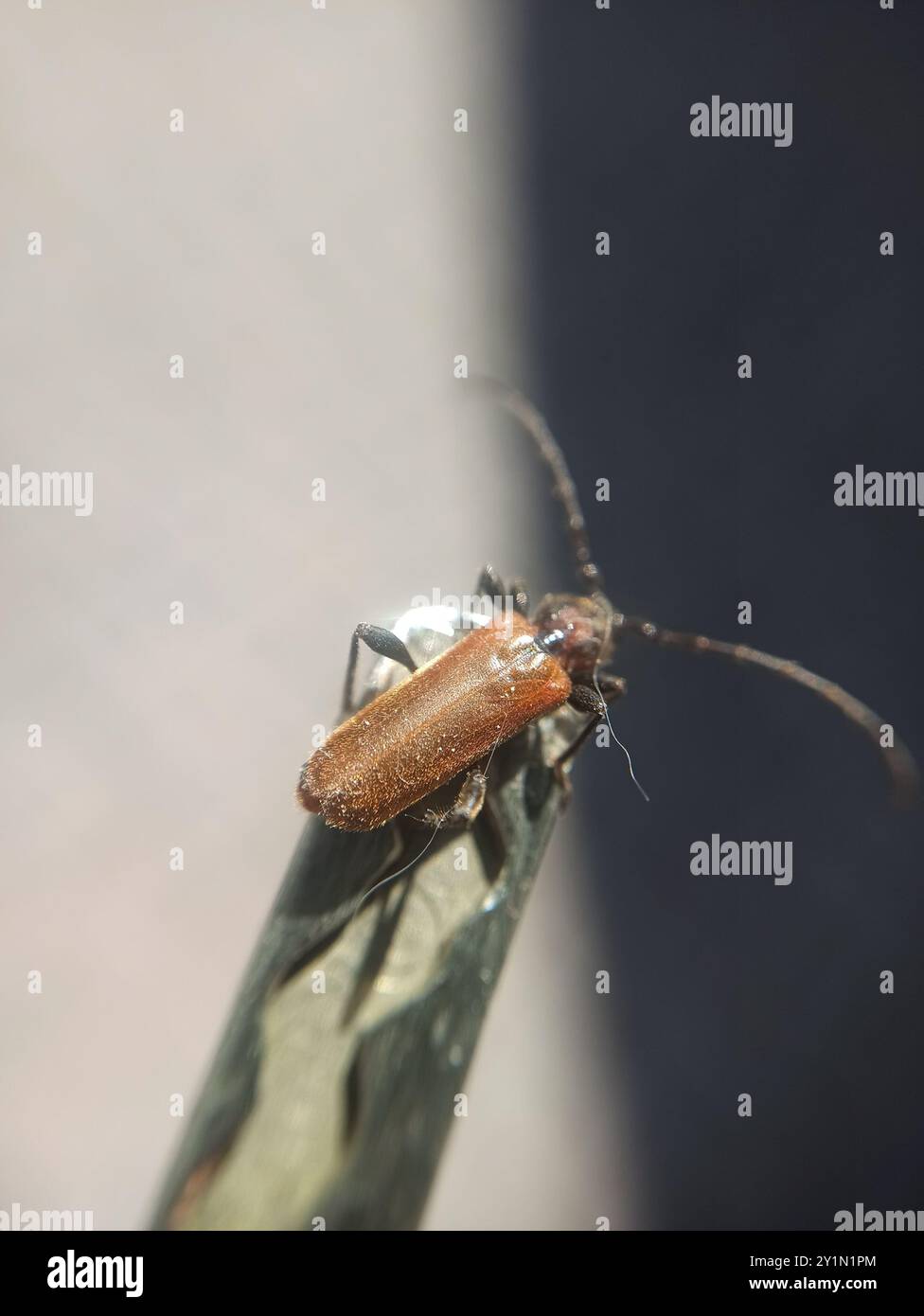 Tanbark Borer (Phymatodes testaceus) Insecta Stock Photo - Alamy