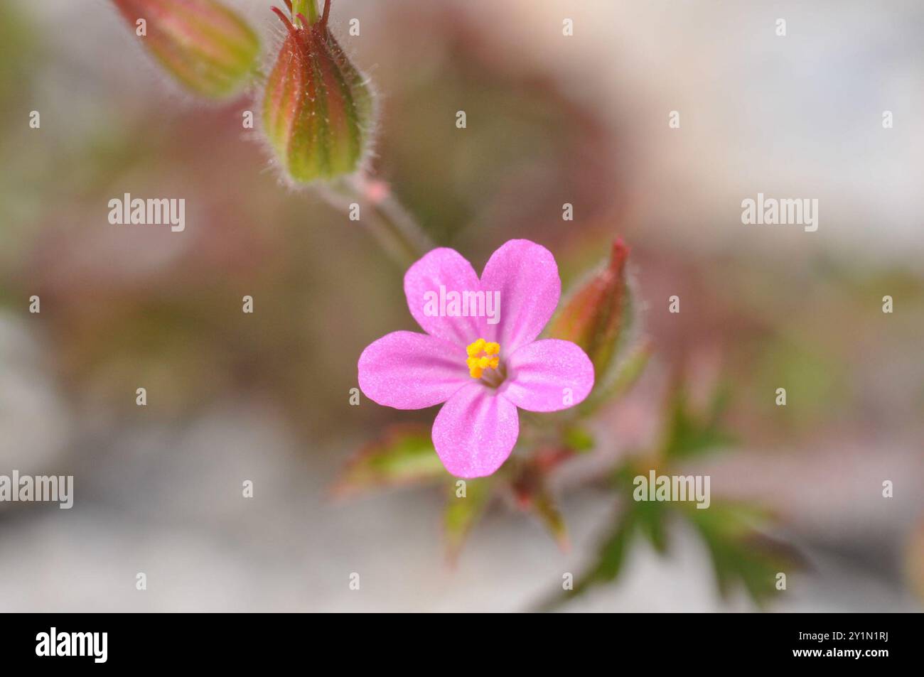 Little-Robin (Geranium purpureum) Plantae Stock Photo - Alamy