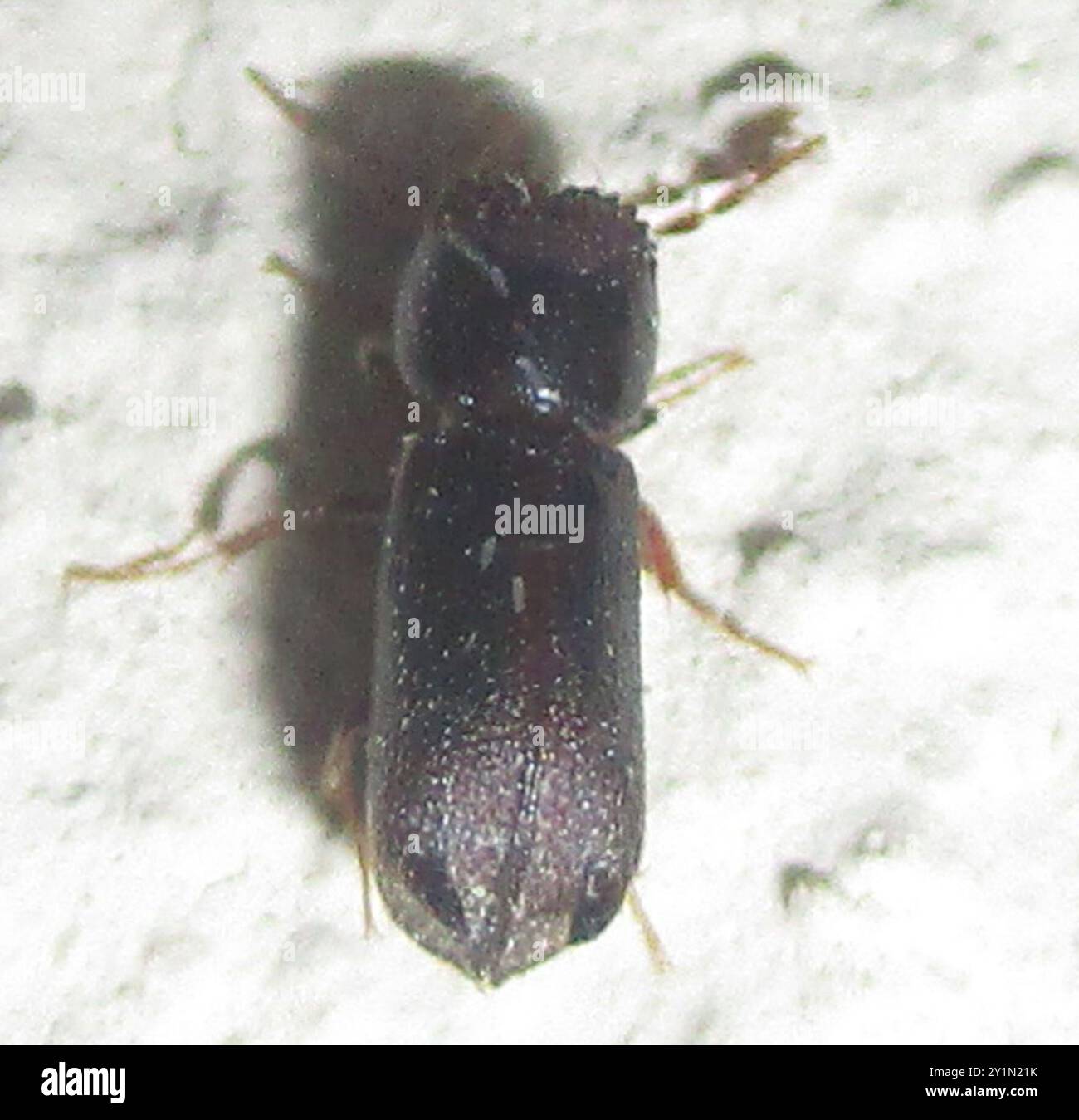 Auger Beetles (Bostrichidae) Insecta Stock Photo - Alamy