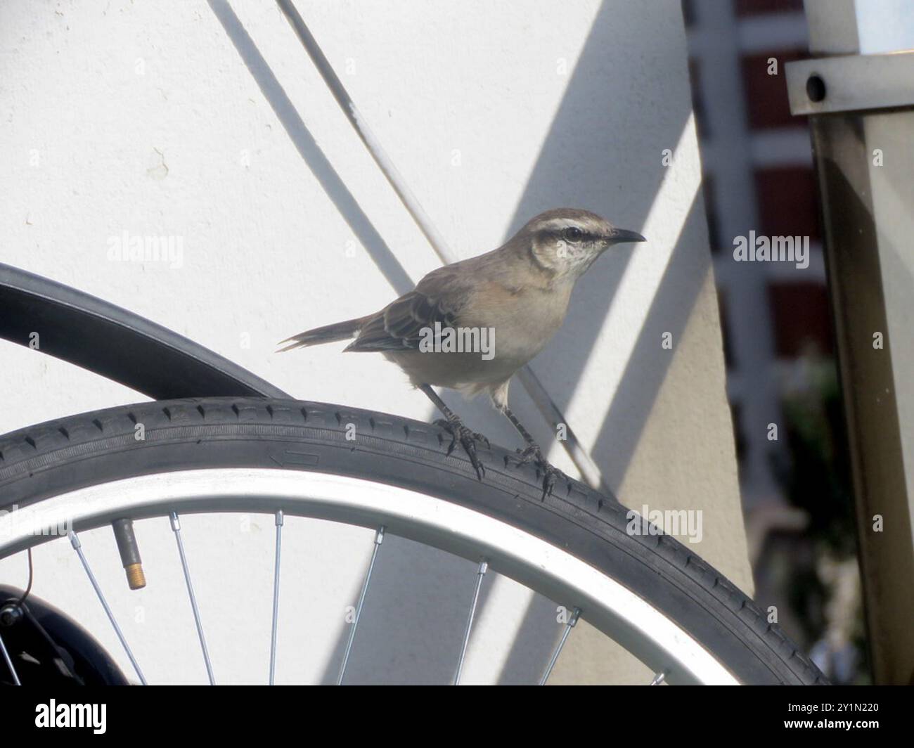 Chalk-browed Mockingbird (Mimus saturninus) Aves Stock Photo - Alamy