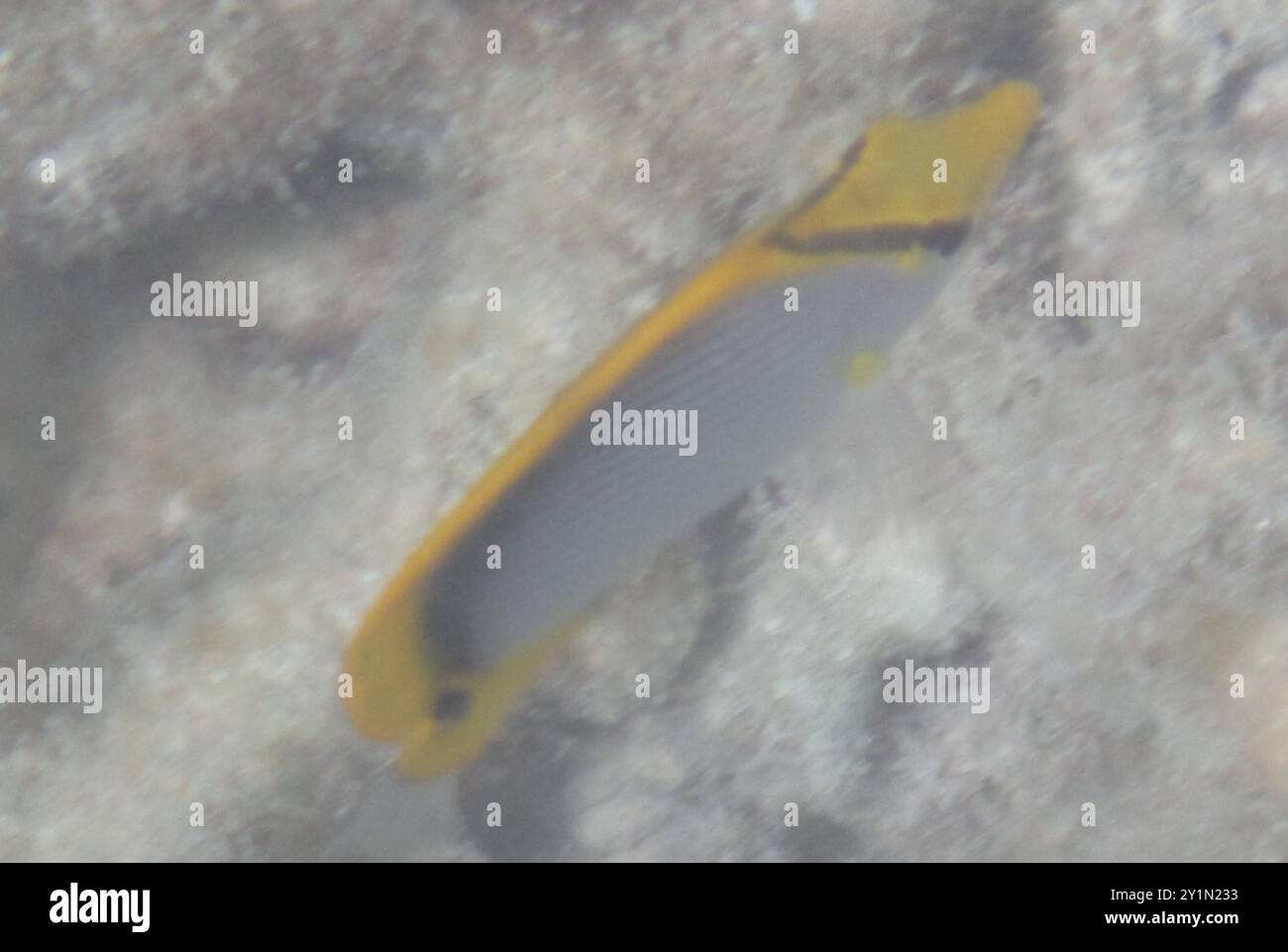 Blackback Butterflyfish (Chaetodon melannotus) Actinopterygii Stock ...