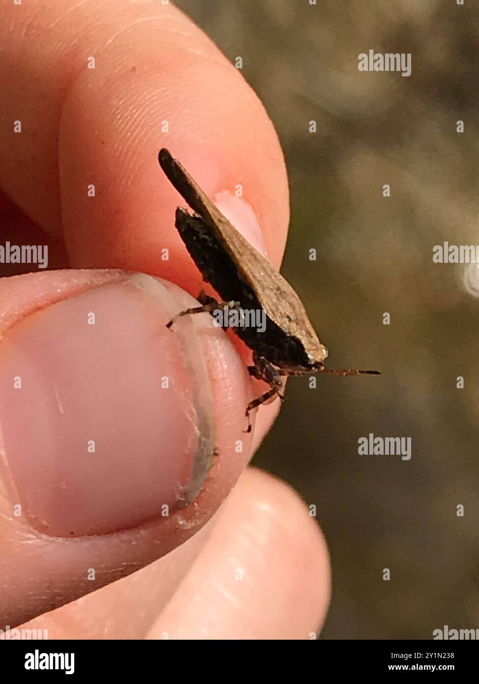 Pygmy Grasshoppers (Tetrigidae) Insecta Stock Photo - Alamy
