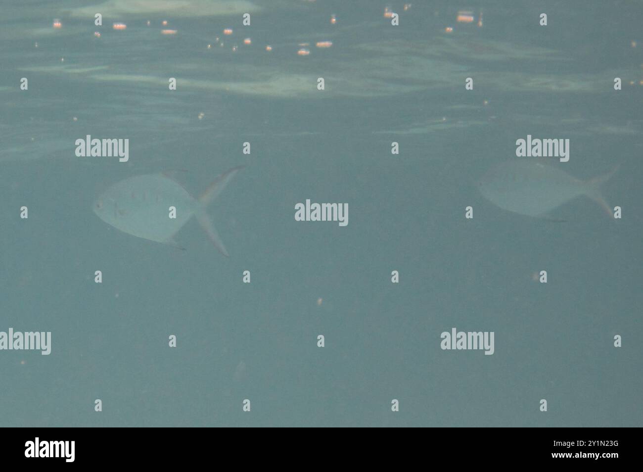 Swallowtail Dart (Trachinotus coppingeri) Actinopterygii Stock Photo ...