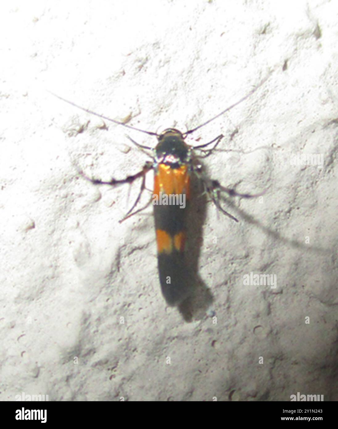 Feather-legged Moths (Stathmopodidae) Insecta Stock Photo - Alamy