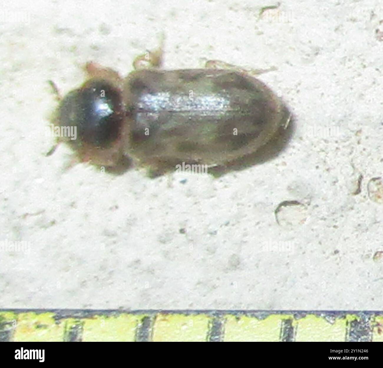 Variegated Mud-loving Beetles (Heteroceridae) Insecta Stock Photo - Alamy