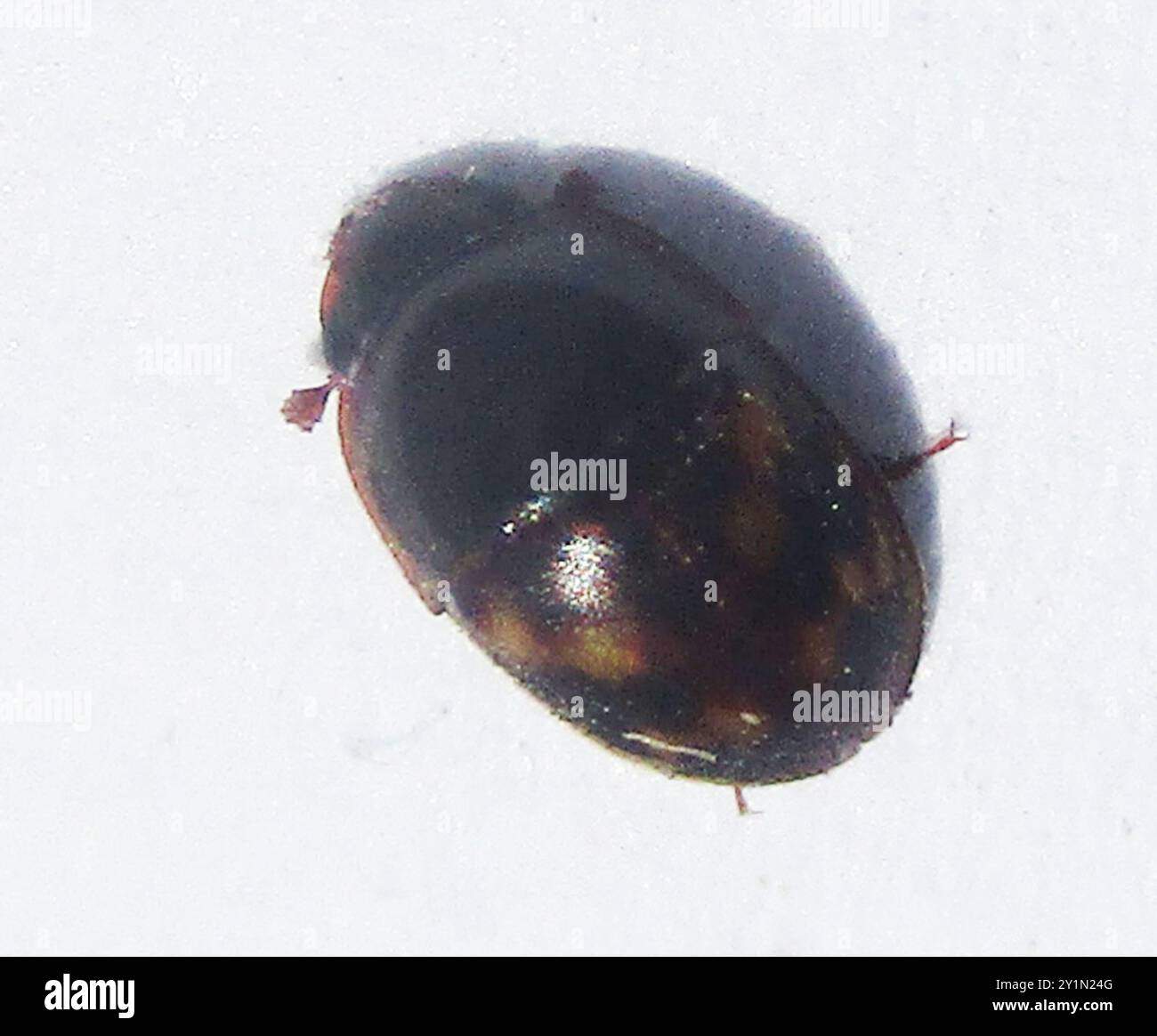Sap-feeding Beetles (Nitidulidae) Insecta Stock Photo - Alamy