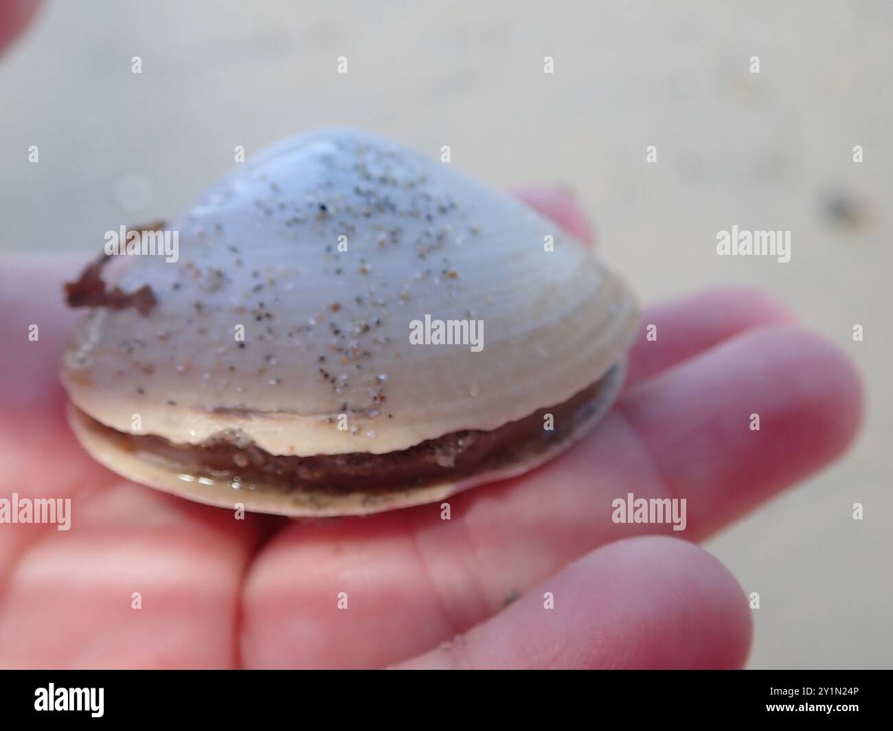 West Atlantic Surfclam (Spisula solidissima) Mollusca Stock Photo - Alamy
