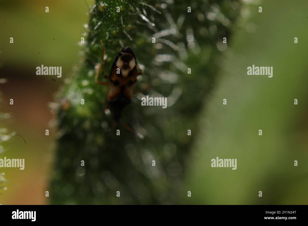 Minute pirate bugs (Anthocoridae) Insecta Stock Photo - Alamy