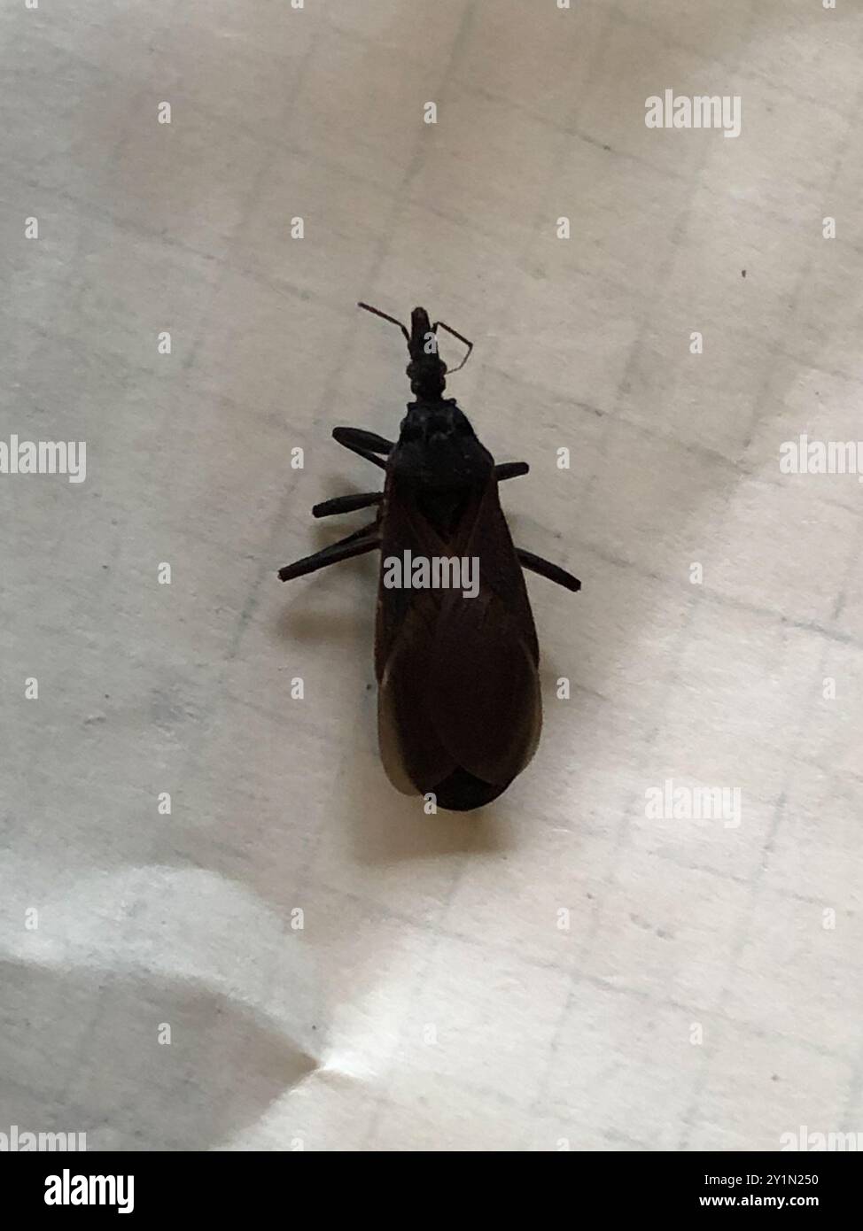 Western Bloodsucking Conenose (Triatoma protracta) Insecta Stock Photo ...