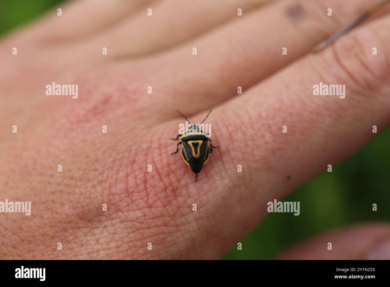 Two-spotted Stink Bug (Perillus bioculatus) Insecta Stock Photo - Alamy