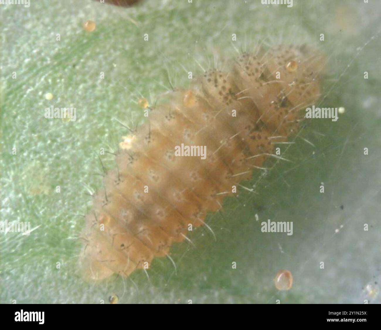Mite-eating Ladybirds (Stethorus) Insecta Stock Photo - Alamy