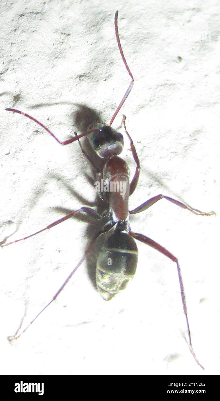 Shimmering sugar ant (Camponotus vestitus) Insecta Stock Photo - Alamy