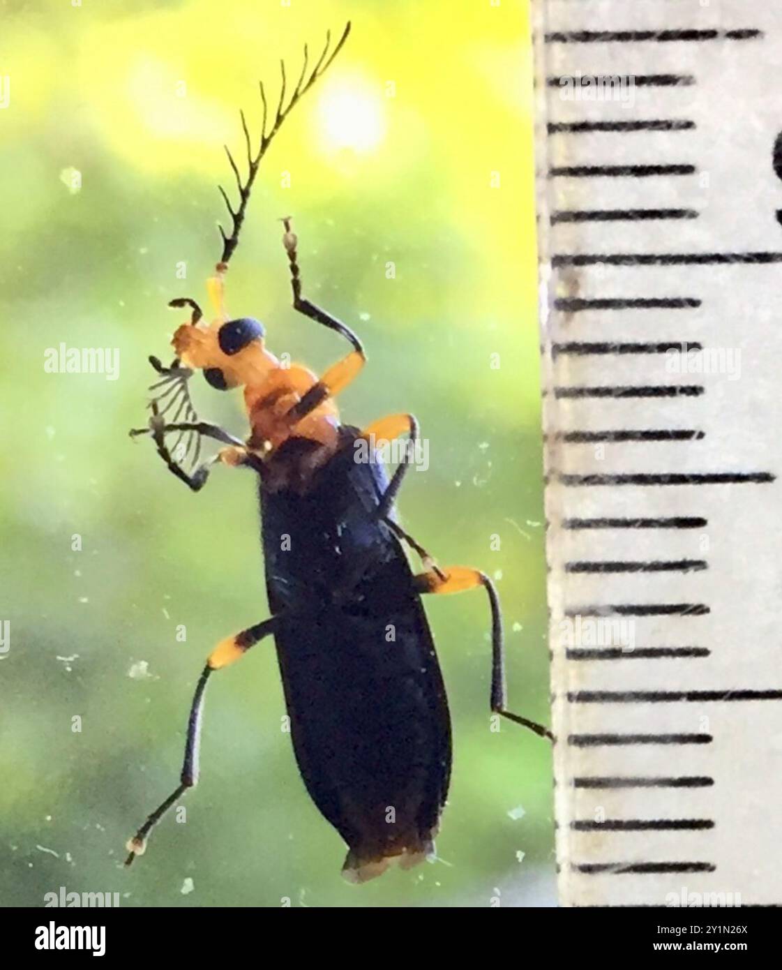 Thighed Fire-colored Beetle (Neopyrochroa femoralis) Insecta Stock ...