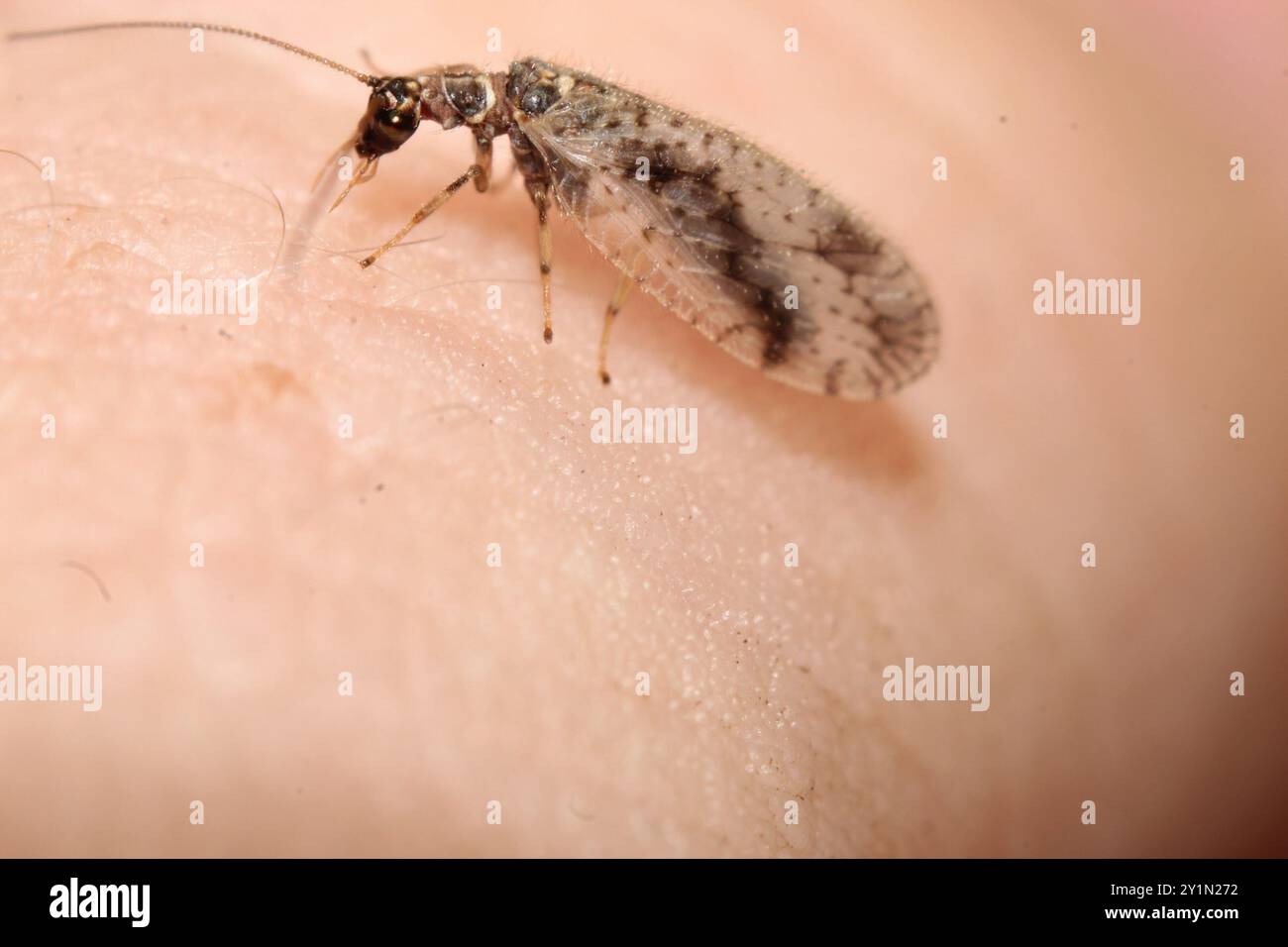 Variegated Brown Lacewing (Micromus variegatus) Insecta Stock Photo - Alamy