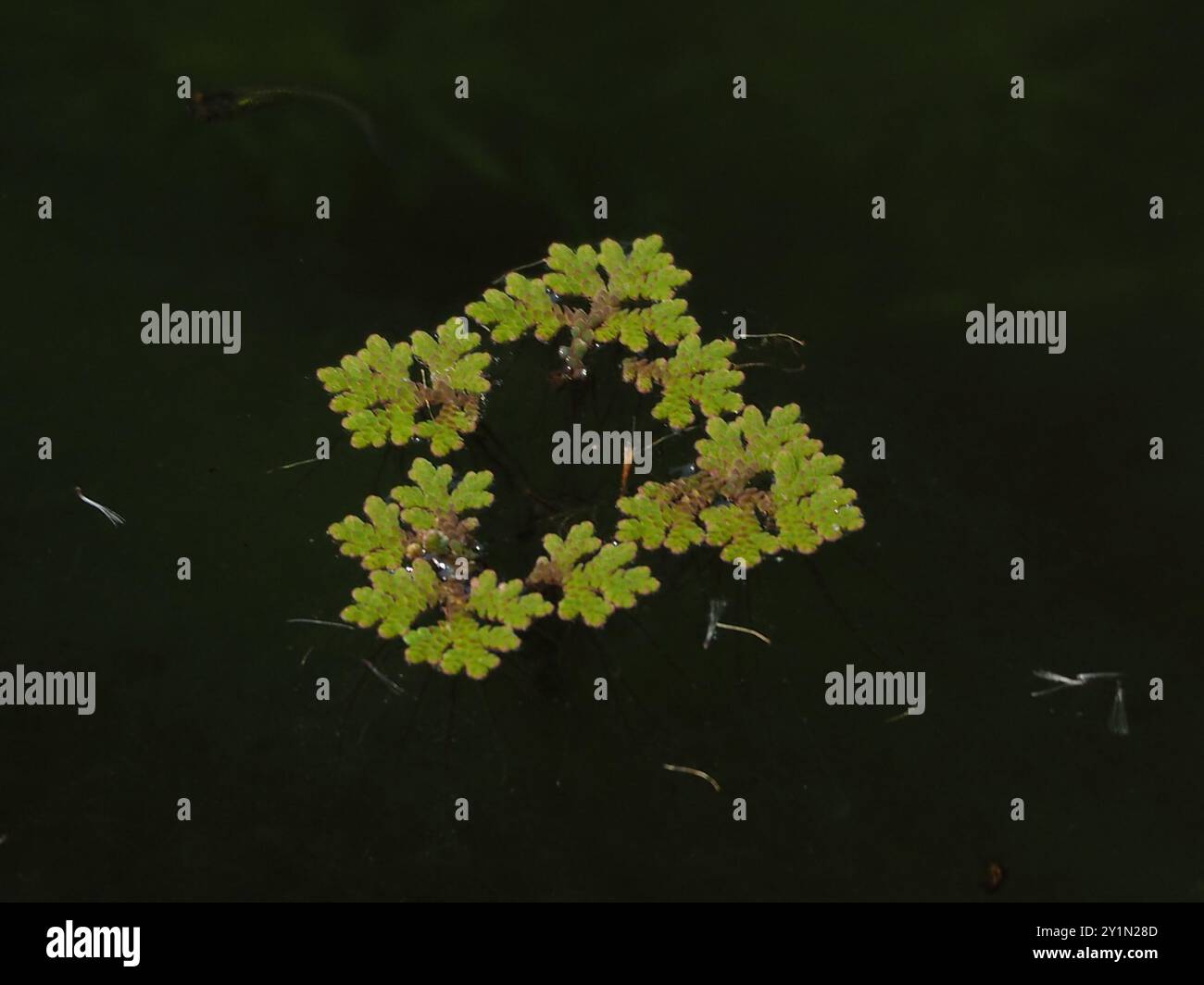 eastern mosquito fern (Azolla caroliniana) Plantae Stock Photo - Alamy
