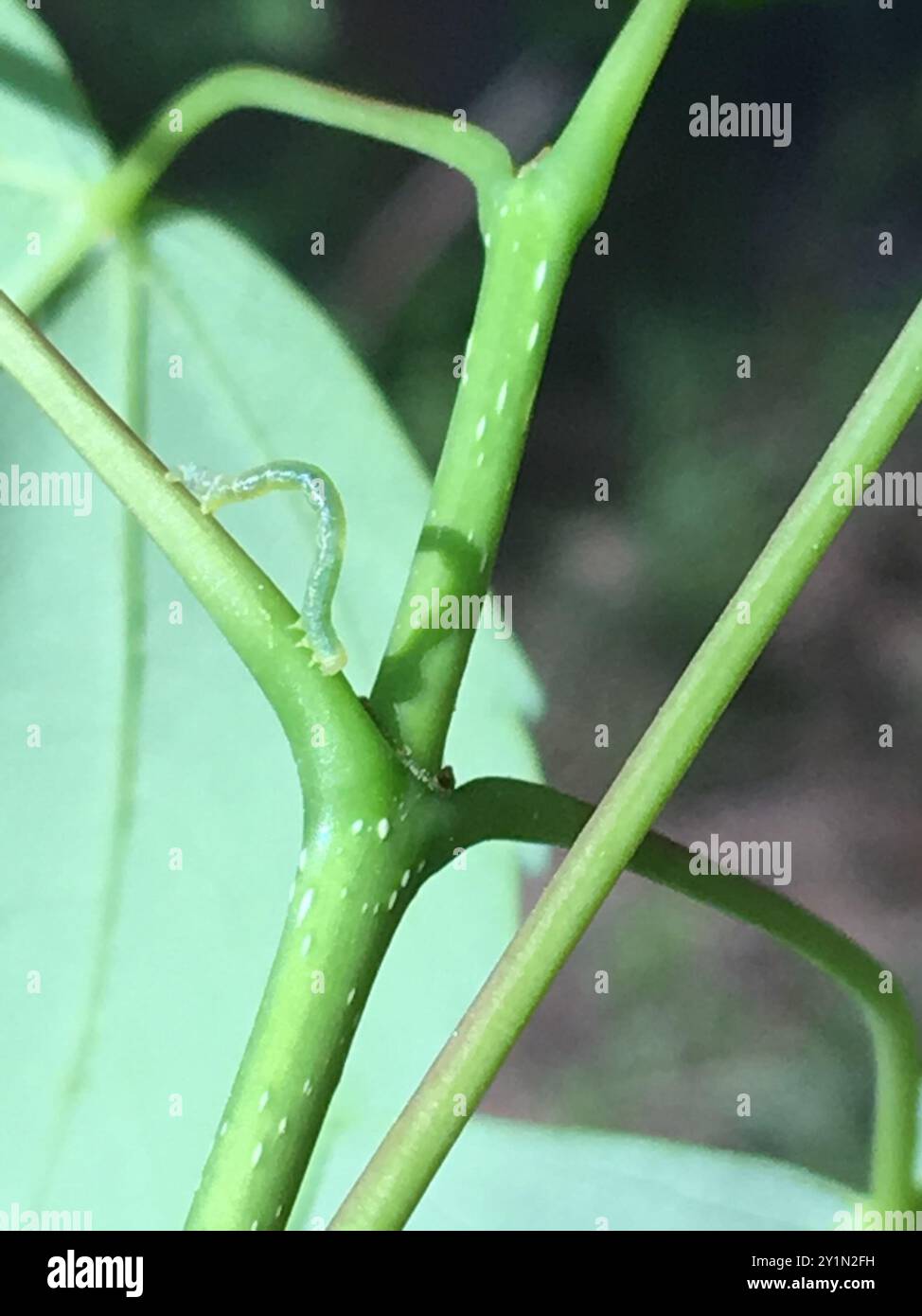 Geometer Moths (Geometridae) Insecta Stock Photo - Alamy