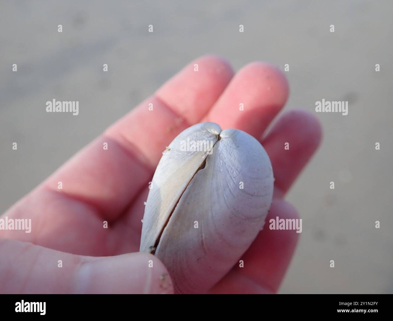 West Atlantic Surfclam (Spisula solidissima) Mollusca Stock Photo - Alamy