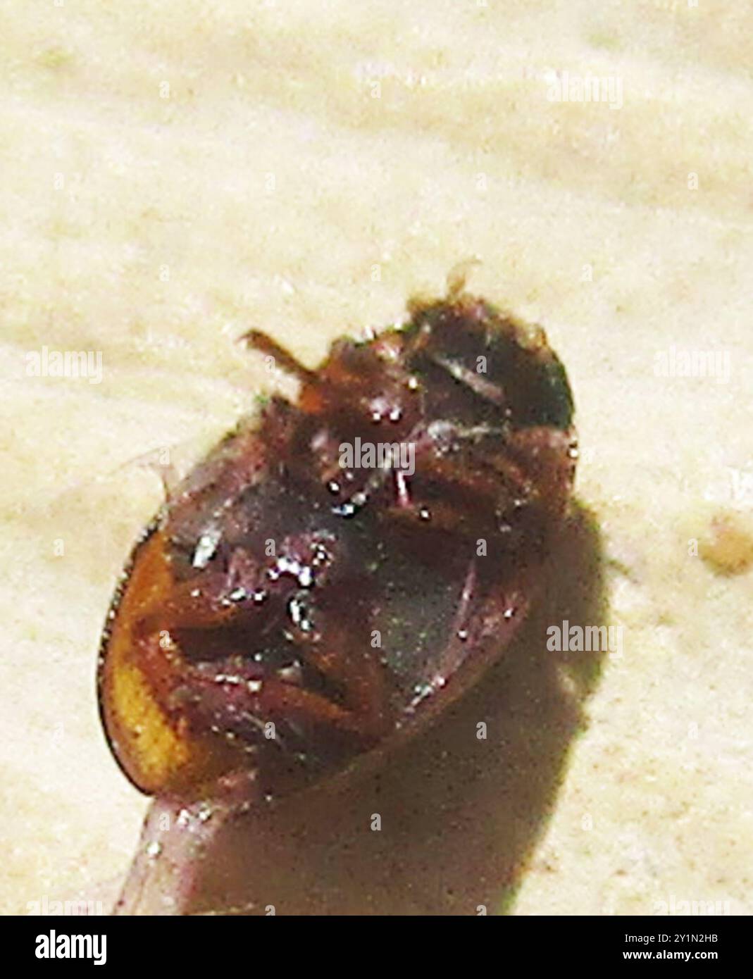 Sphaeridiinae hi-res stock photography and images - Alamy