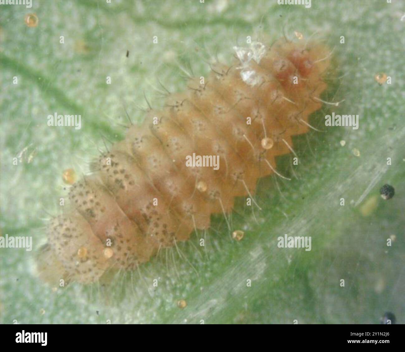Mite-eating Ladybirds (Stethorus) Insecta Stock Photo - Alamy
