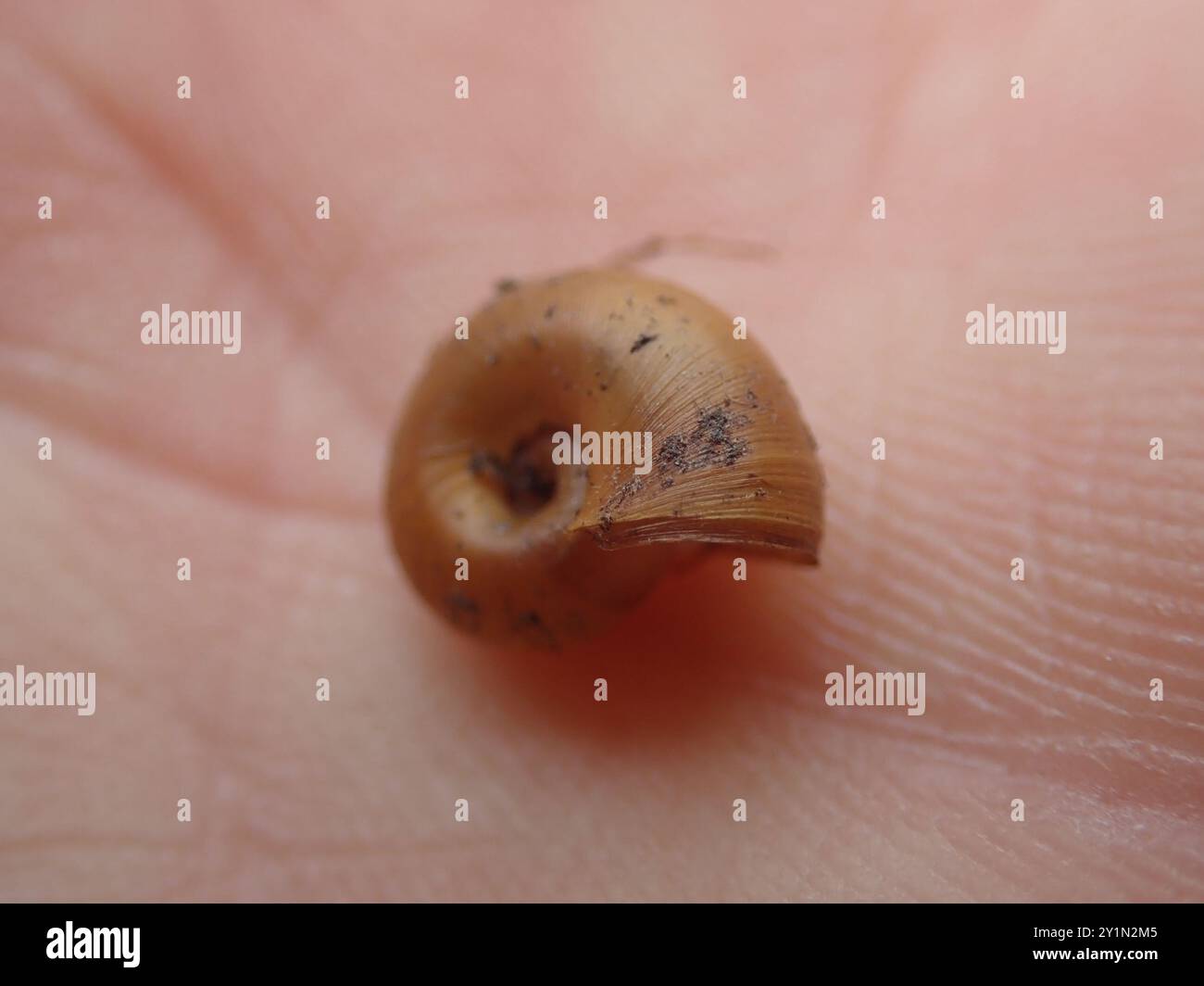 Marsh Ramshorn (Planorbella trivolvis) Mollusca Stock Photo - Alamy