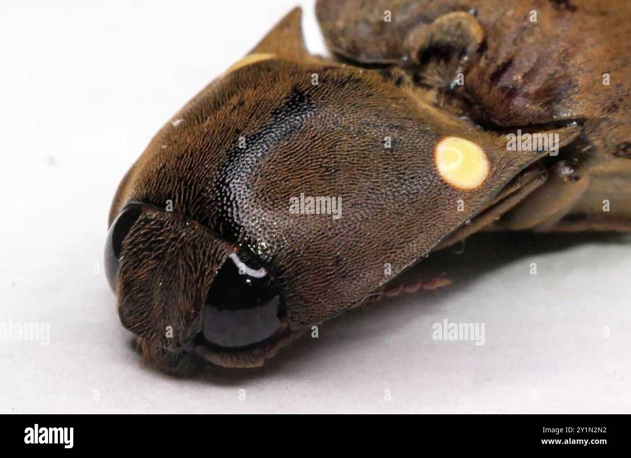 Fire Click Beetles (Pyrophorus) Insecta Stock Photo - Alamy