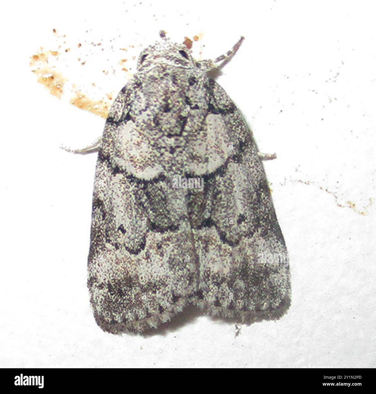 Owlet Moths and Allies (Noctuoidea) Insecta Stock Photo - Alamy