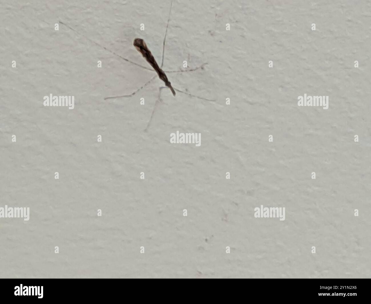 Thread-legged Bugs (Emesinae) Insecta Stock Photo - Alamy