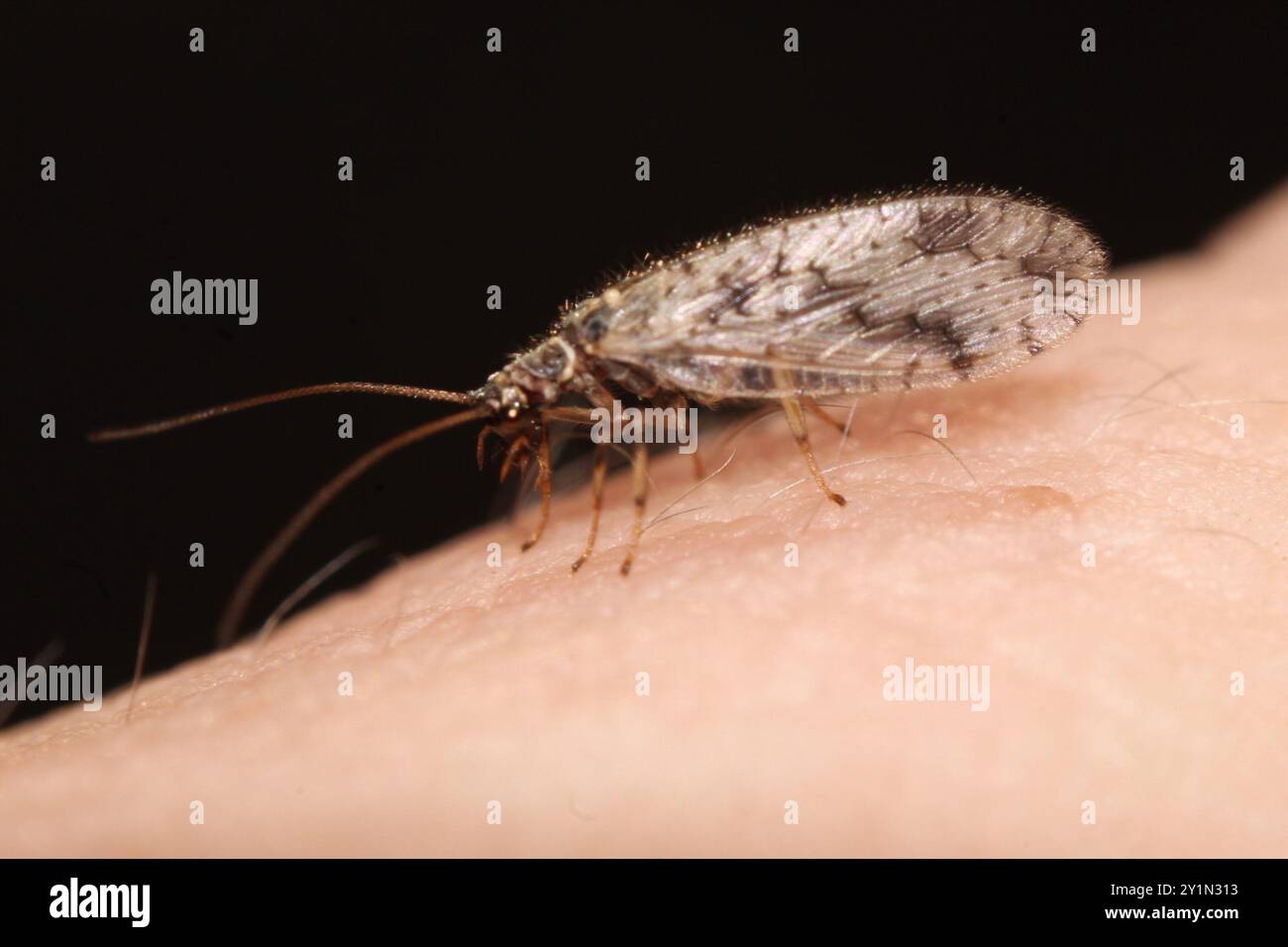 Variegated Brown Lacewing (Micromus variegatus) Insecta Stock Photo - Alamy